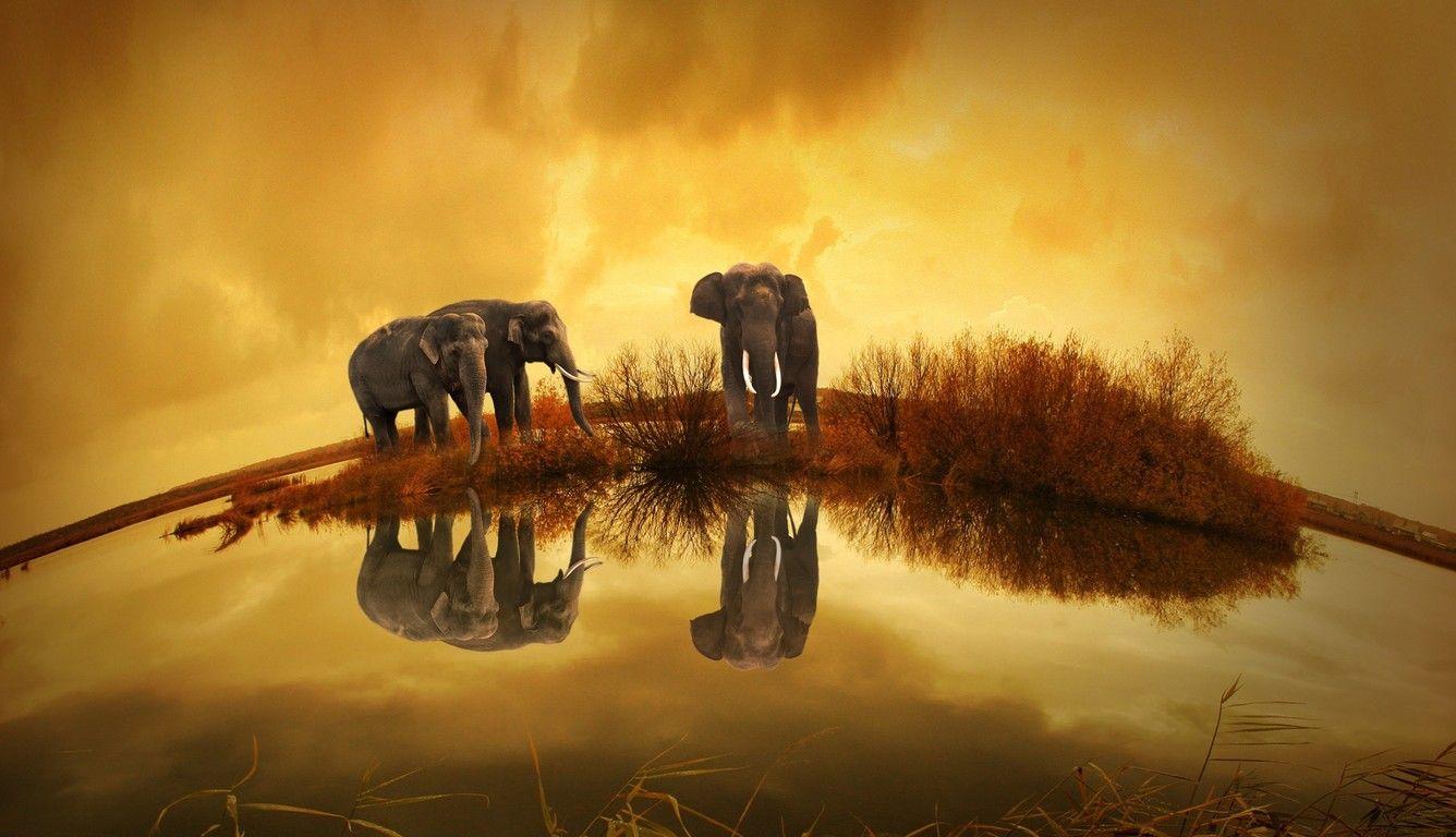 Elephant Laptop Wallpapers - Top Free Elephant Laptop Backgrounds ...