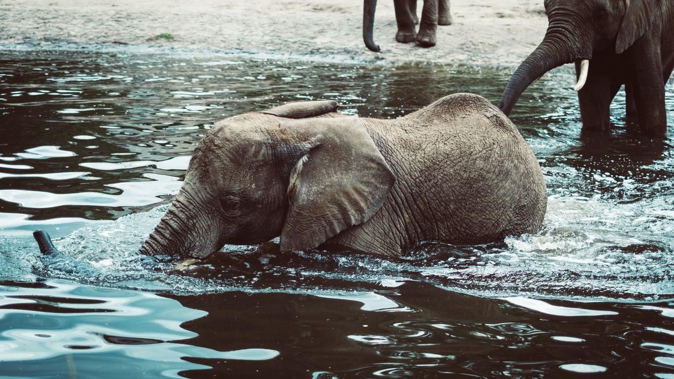 Elephant Laptop Wallpapers - Top Free Elephant Laptop Backgrounds ...