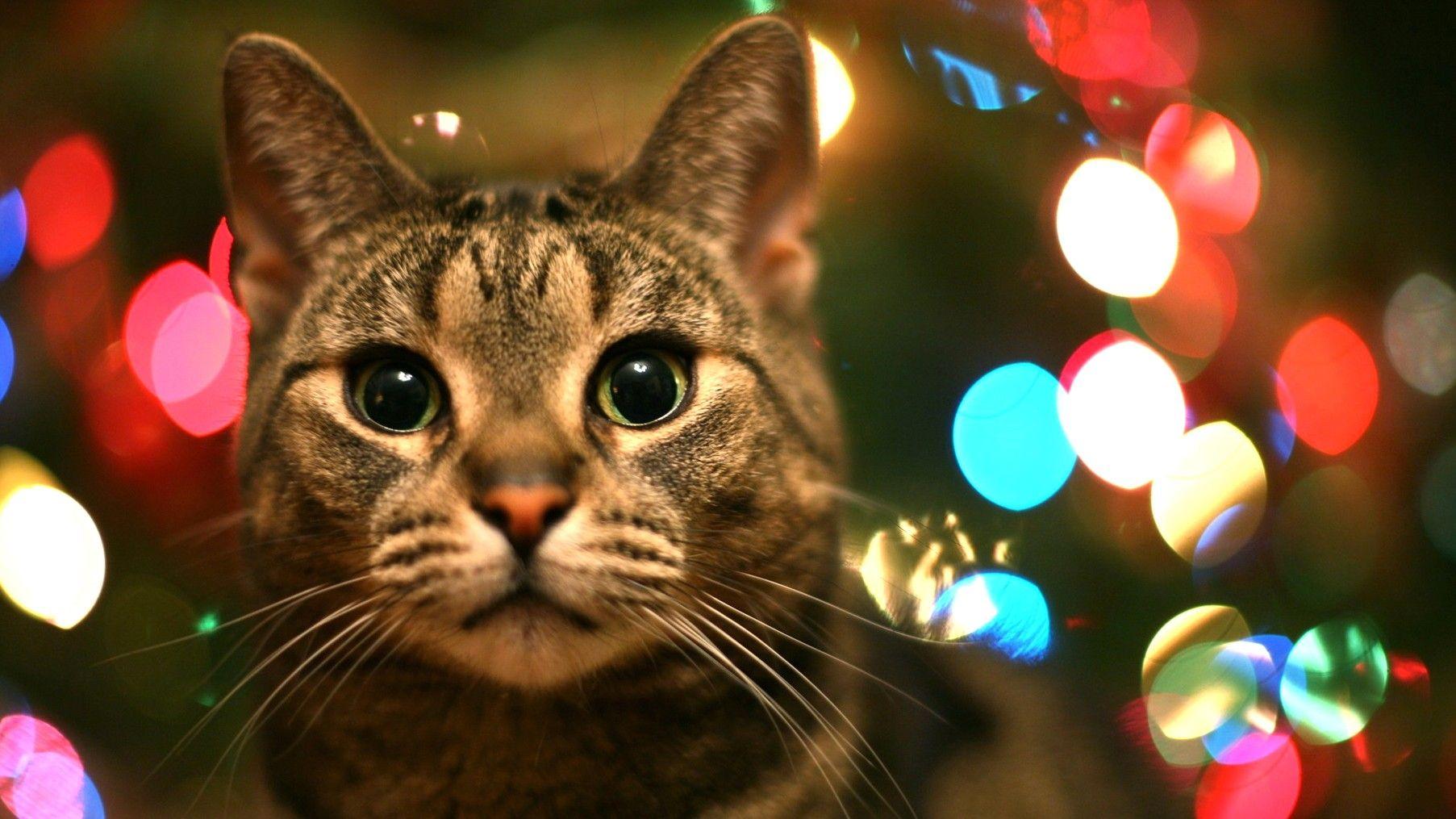 Christmas Cat Wallpapers - Top Free Christmas Cat Backgrounds ...