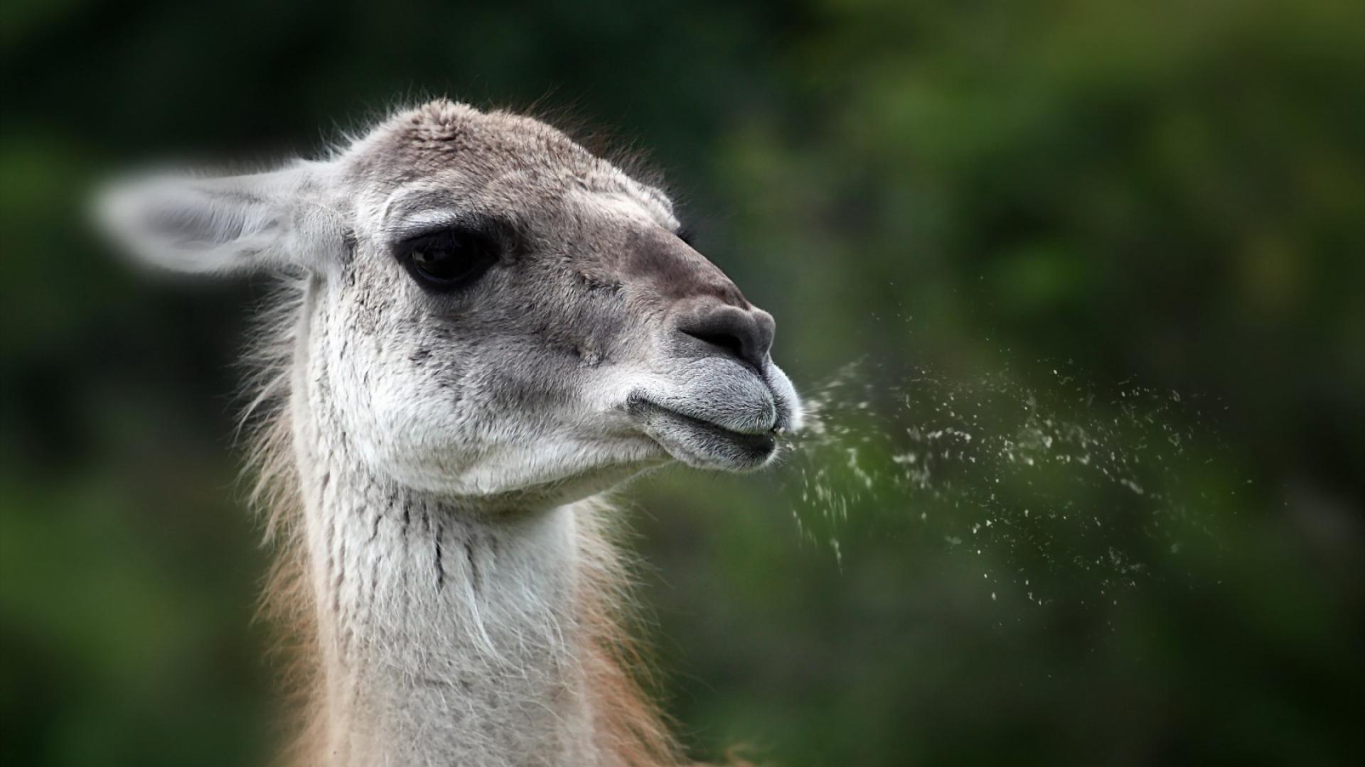 Llama Laptop Wallpapers - Top Free Llama Laptop Backgrounds ...