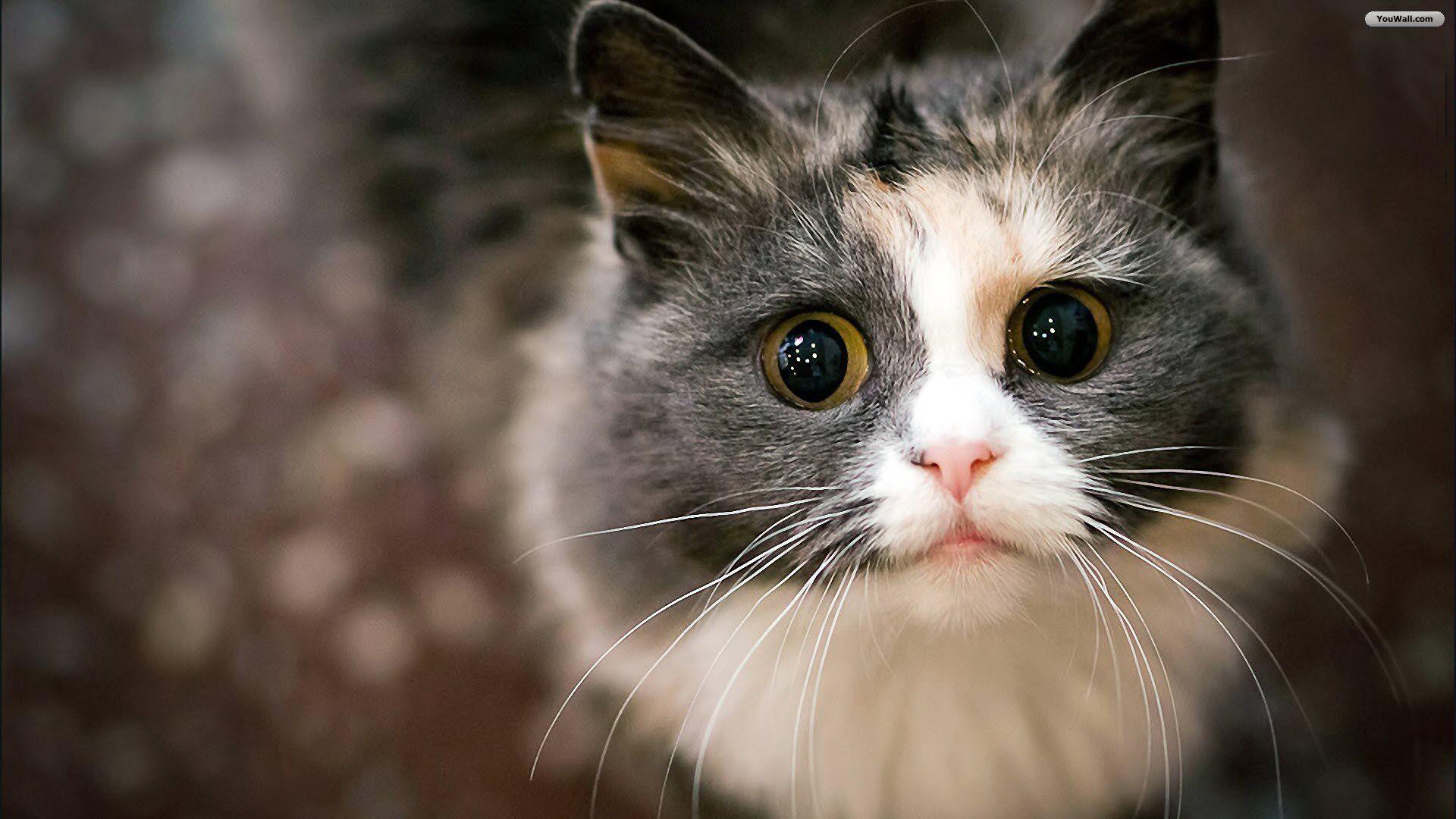 Christmas Cat Wallpapers - Top Free Christmas Cat Backgrounds ...