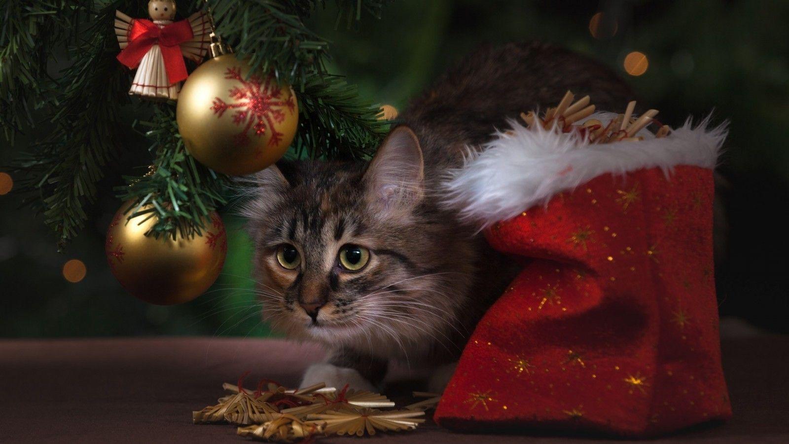 Christmas Cat Wallpapers - Top Free Christmas Cat Backgrounds ...