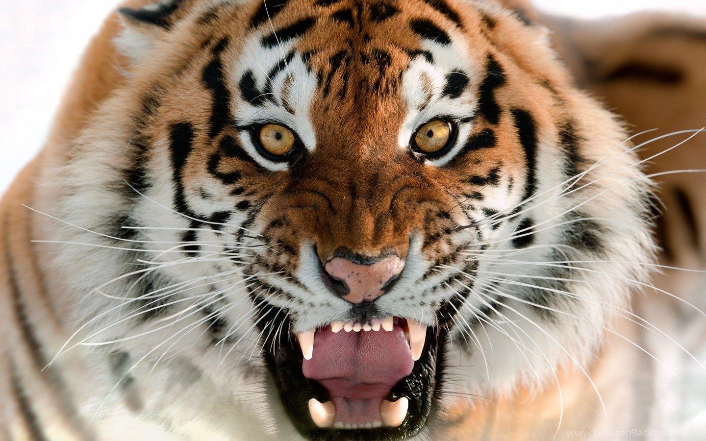 Tiger Laptop Wallpapers - Top Free Tiger Laptop Backgrounds ...