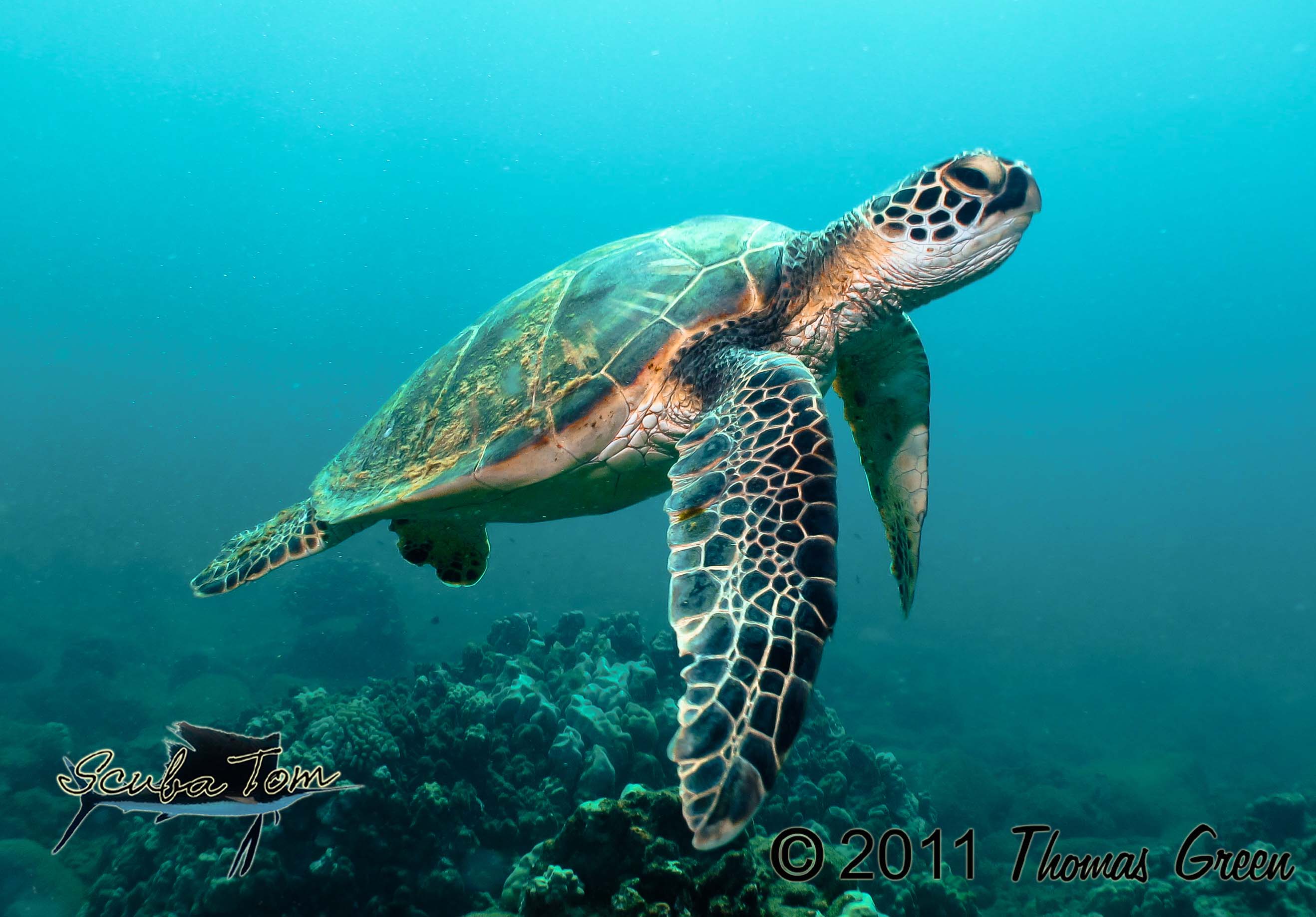 Turtle Laptop Wallpapers - Top Free Turtle Laptop Backgrounds ...