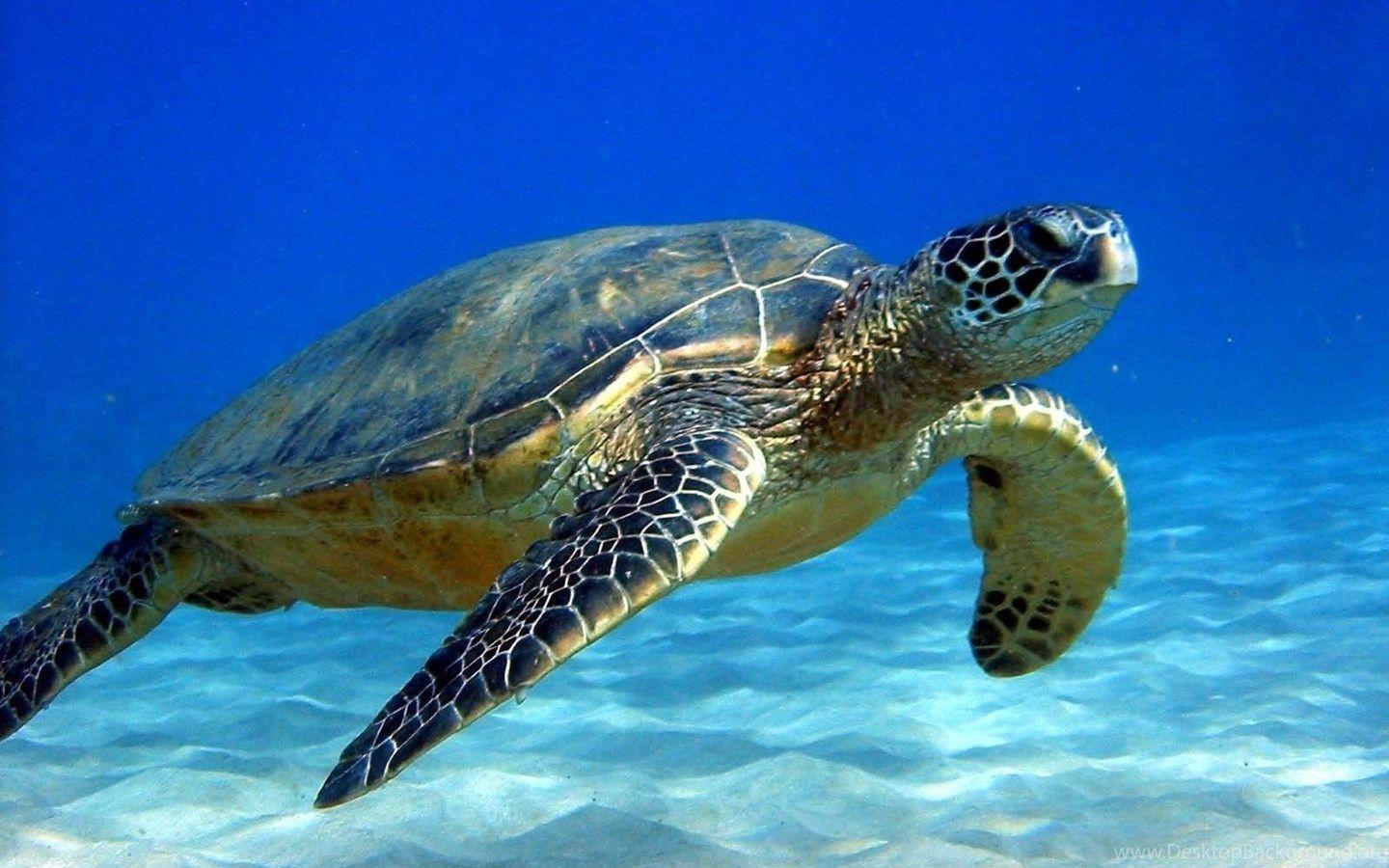Turtle Laptop Wallpapers - Top Free Turtle Laptop Backgrounds ...