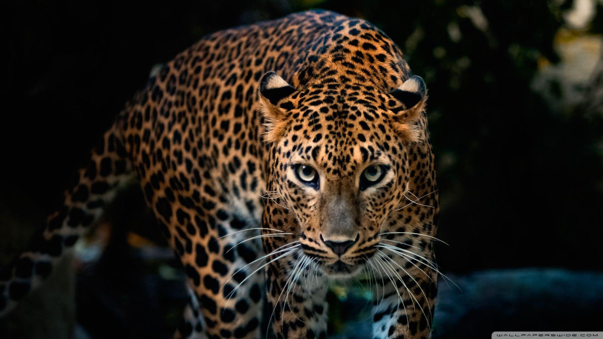 Jaguar Desktop Wallpapers - Top Free Jaguar Desktop Backgrounds ...