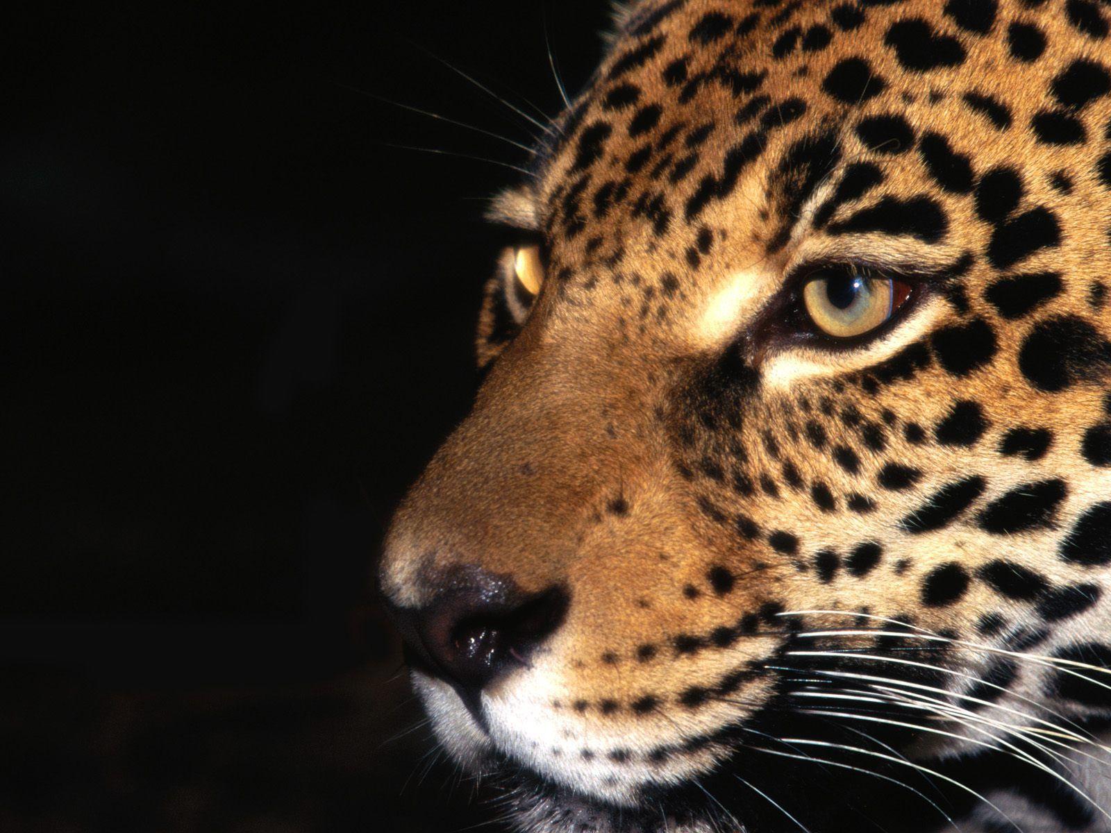 Jaguar Animal Wallpapers - Top Free Jaguar Animal Backgrounds ...