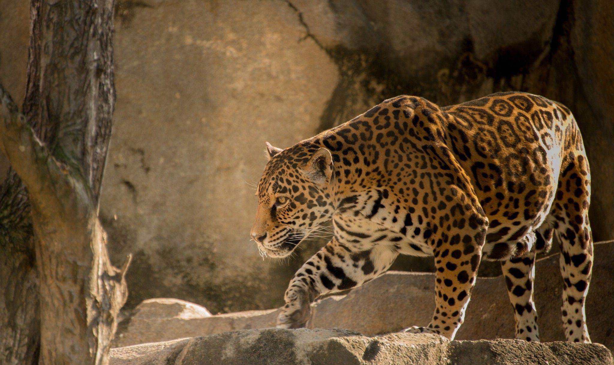 Jaguar Animal Wallpapers - Top Free Jaguar Animal Backgrounds ...