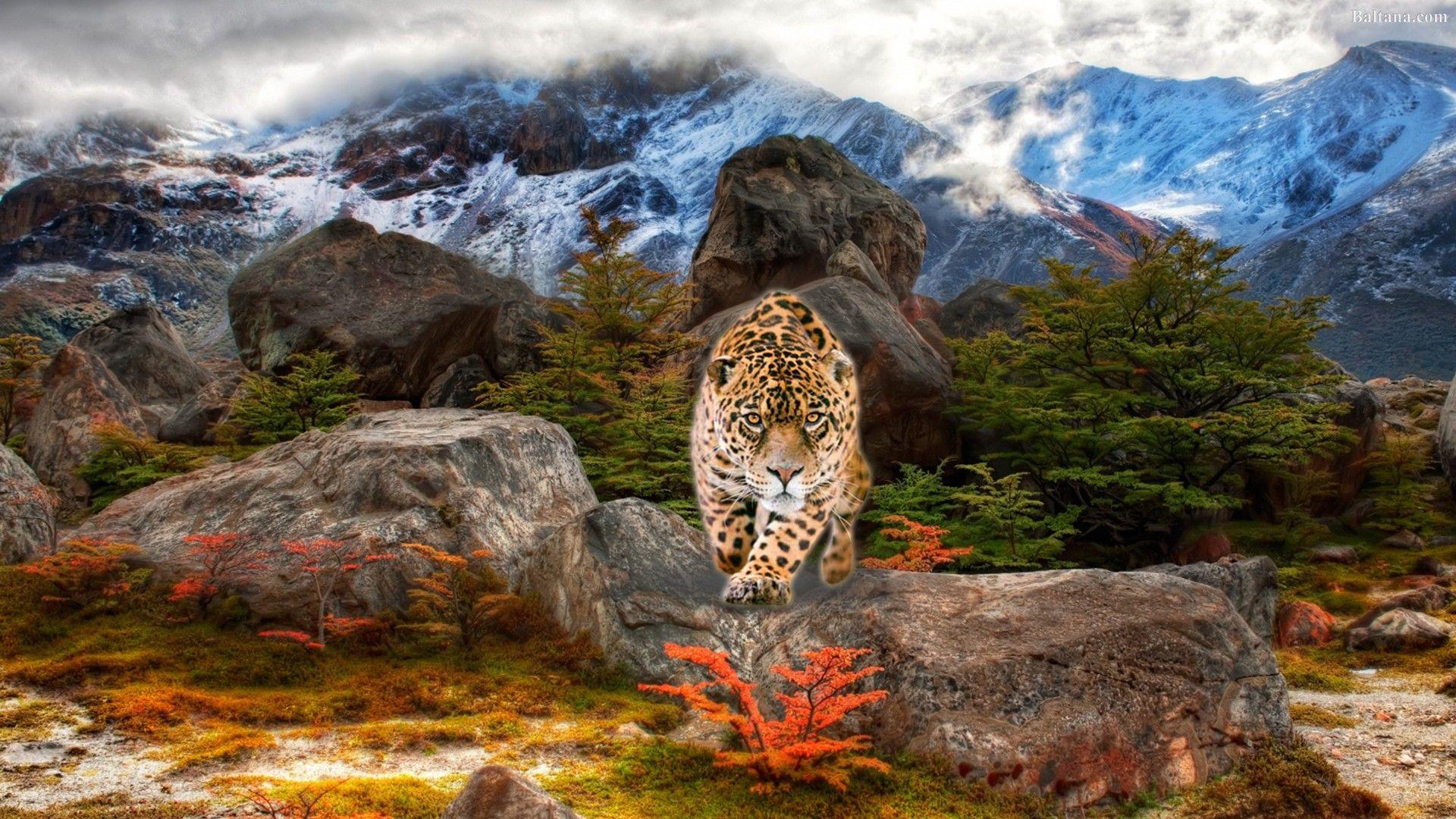 Jaguar Animal Wallpapers - Top Free Jaguar Animal Backgrounds ...