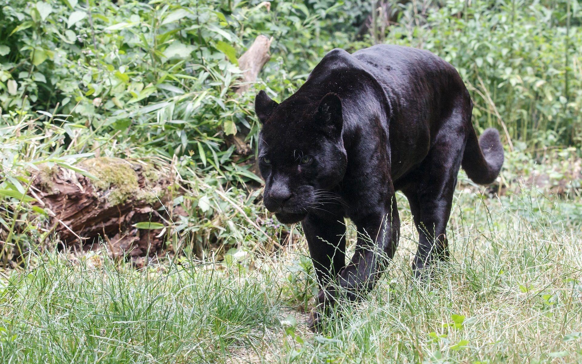 Black Jaguar HD Wallpapers - Top Free Black Jaguar HD Backgrounds ...