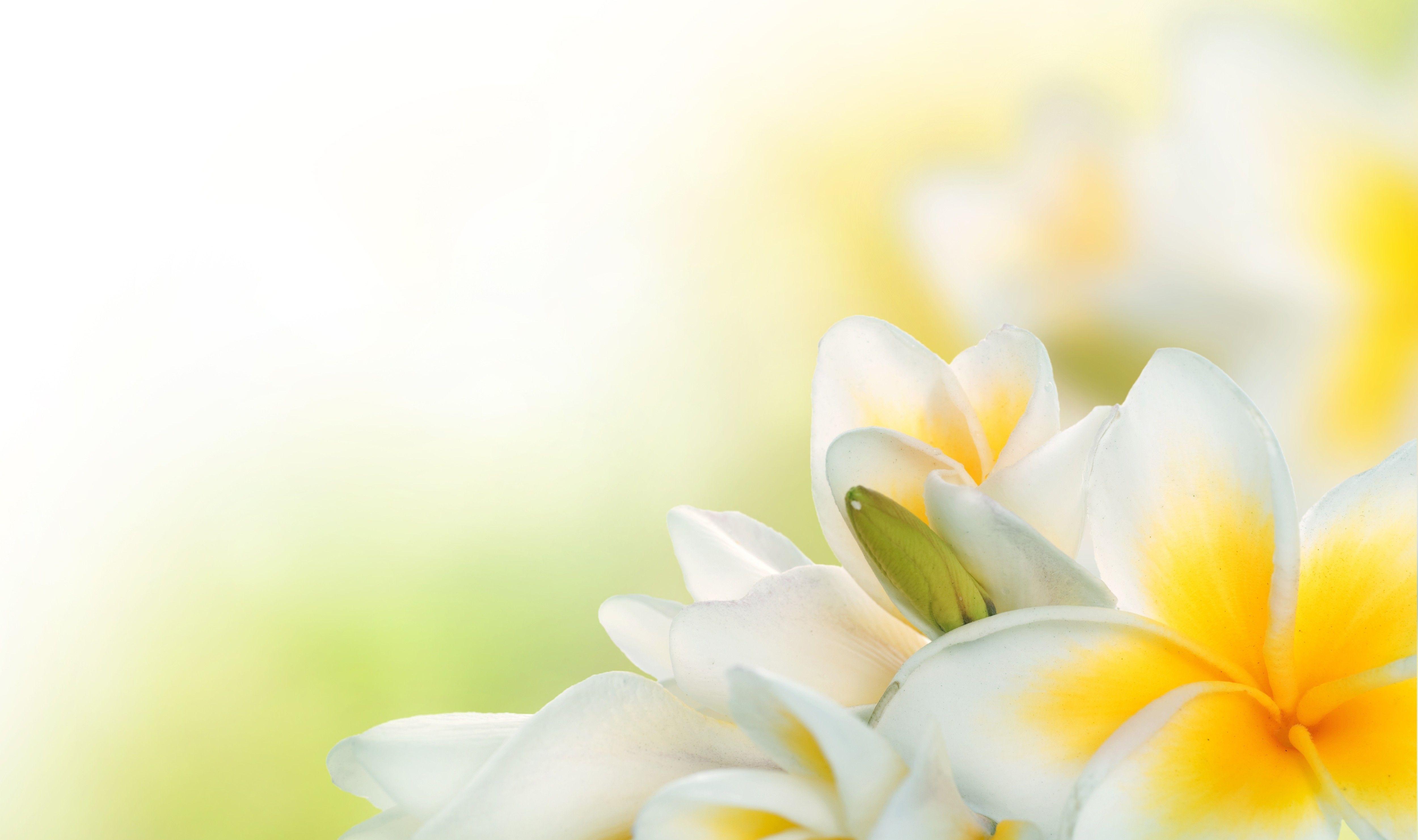 Organic Wallpapers - Top Free Organic Backgrounds - WallpaperAccess