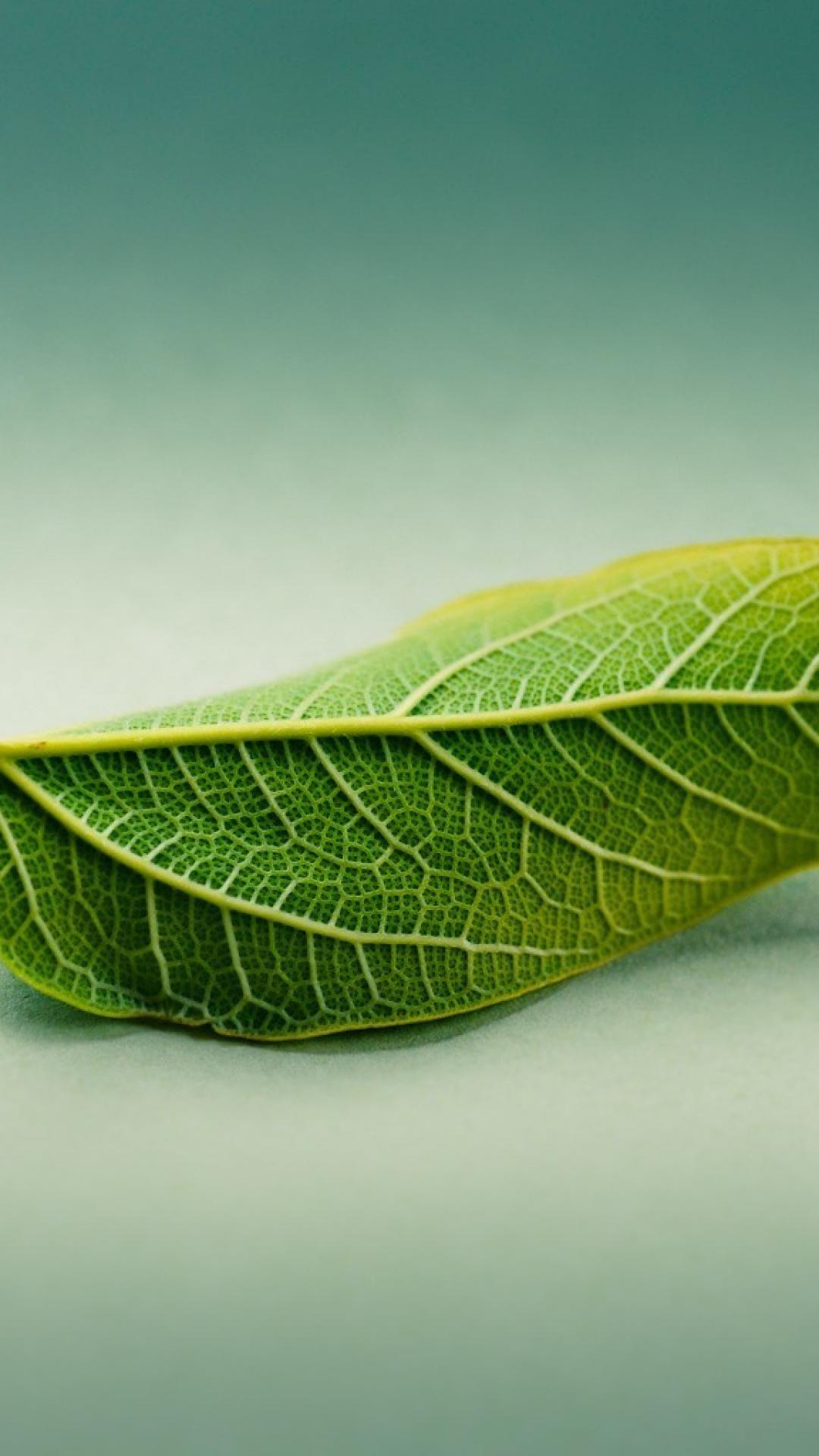 Organic Wallpapers - Top Free Organic Backgrounds - WallpaperAccess