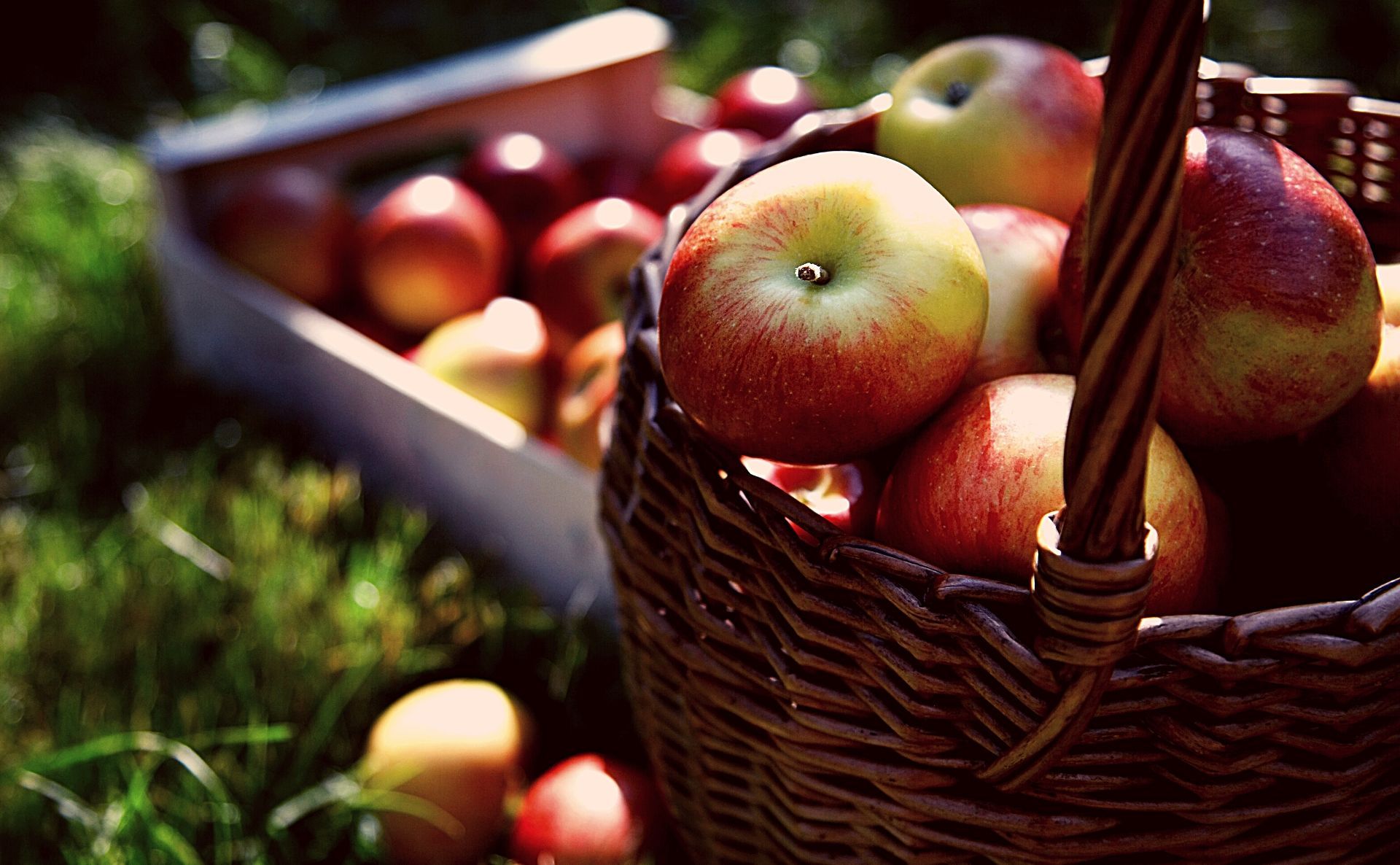 Cider Wallpapers - Top Free Cider Backgrounds - WallpaperAccess