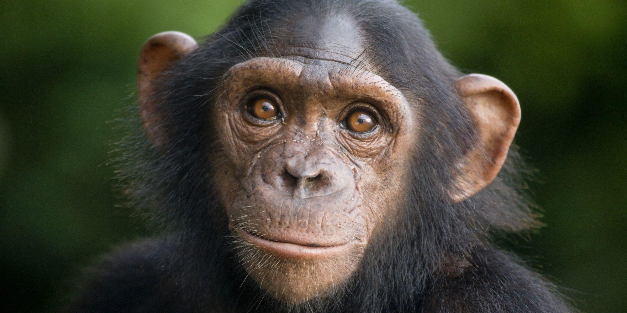 Chimpanzee Wallpapers - Top Free Chimpanzee Backgrounds - WallpaperAccess