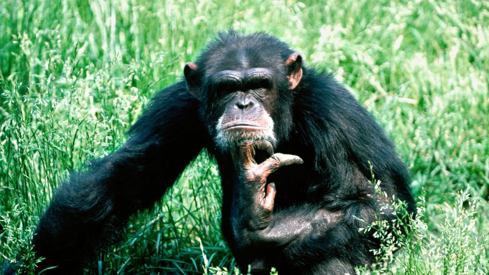 Chimpanzee Wallpapers - Top Free Chimpanzee Backgrounds - WallpaperAccess