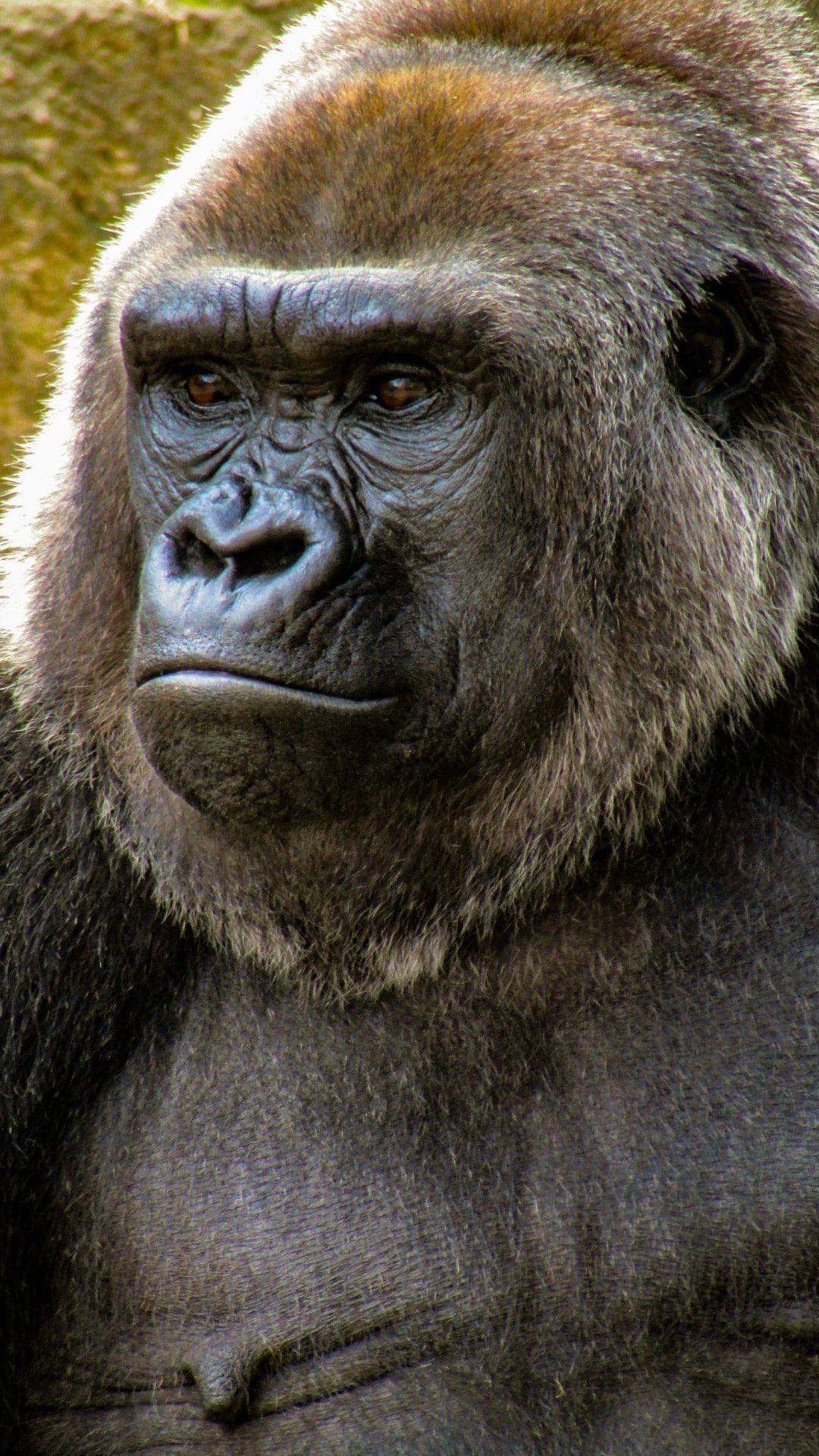 Monkey Swag Wallpapers - Top Free Monkey Swag Backgrounds - WallpaperAccess