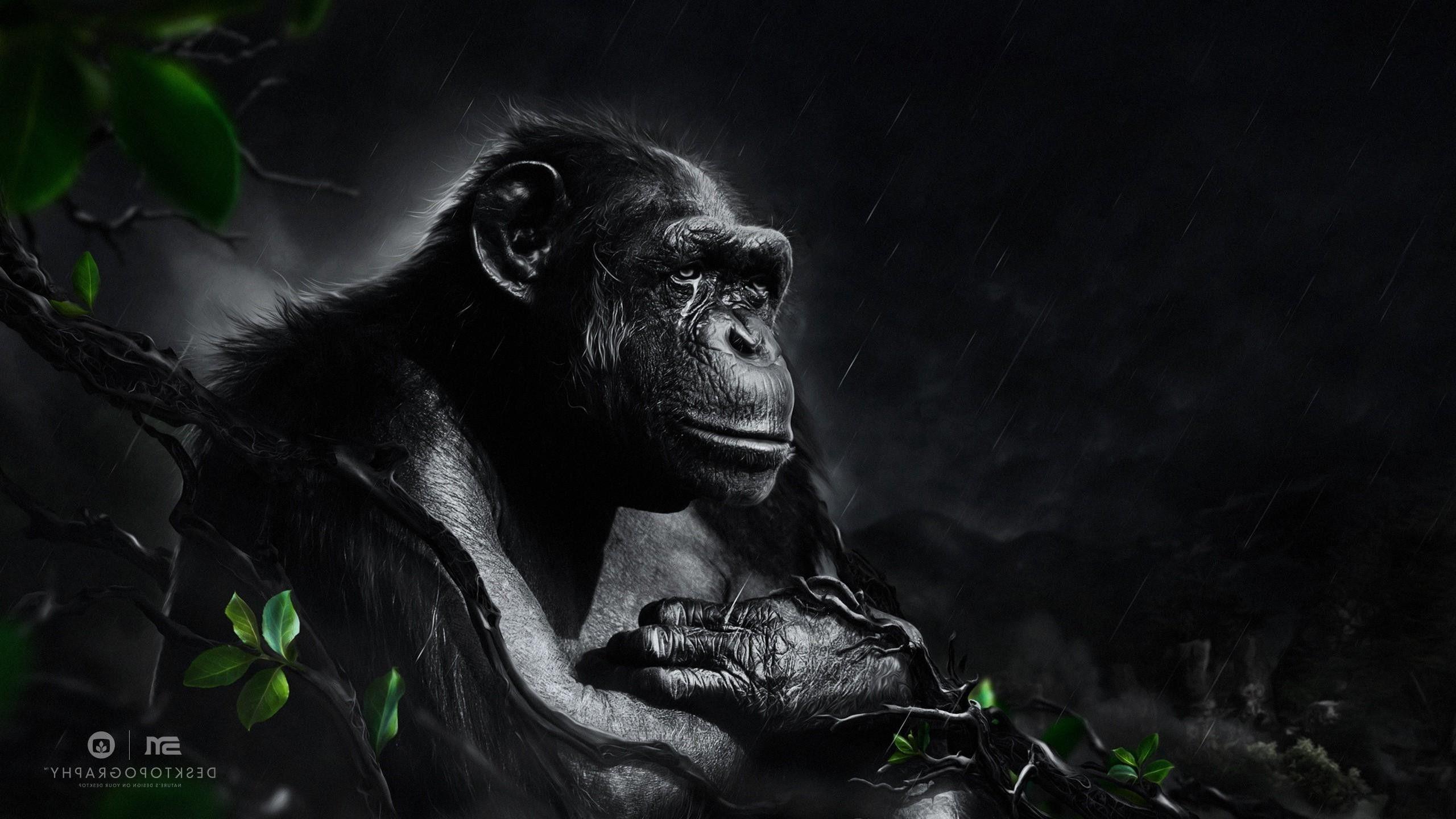 Chimpanzee Wallpapers - Top Free Chimpanzee Backgrounds - WallpaperAccess