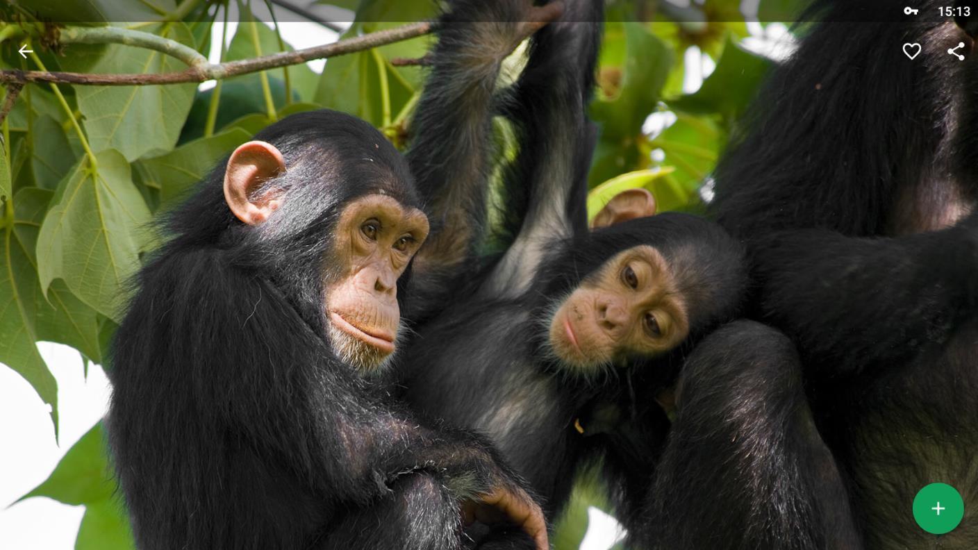 Chimpanzee Wallpapers - Top Free Chimpanzee Backgrounds - WallpaperAccess