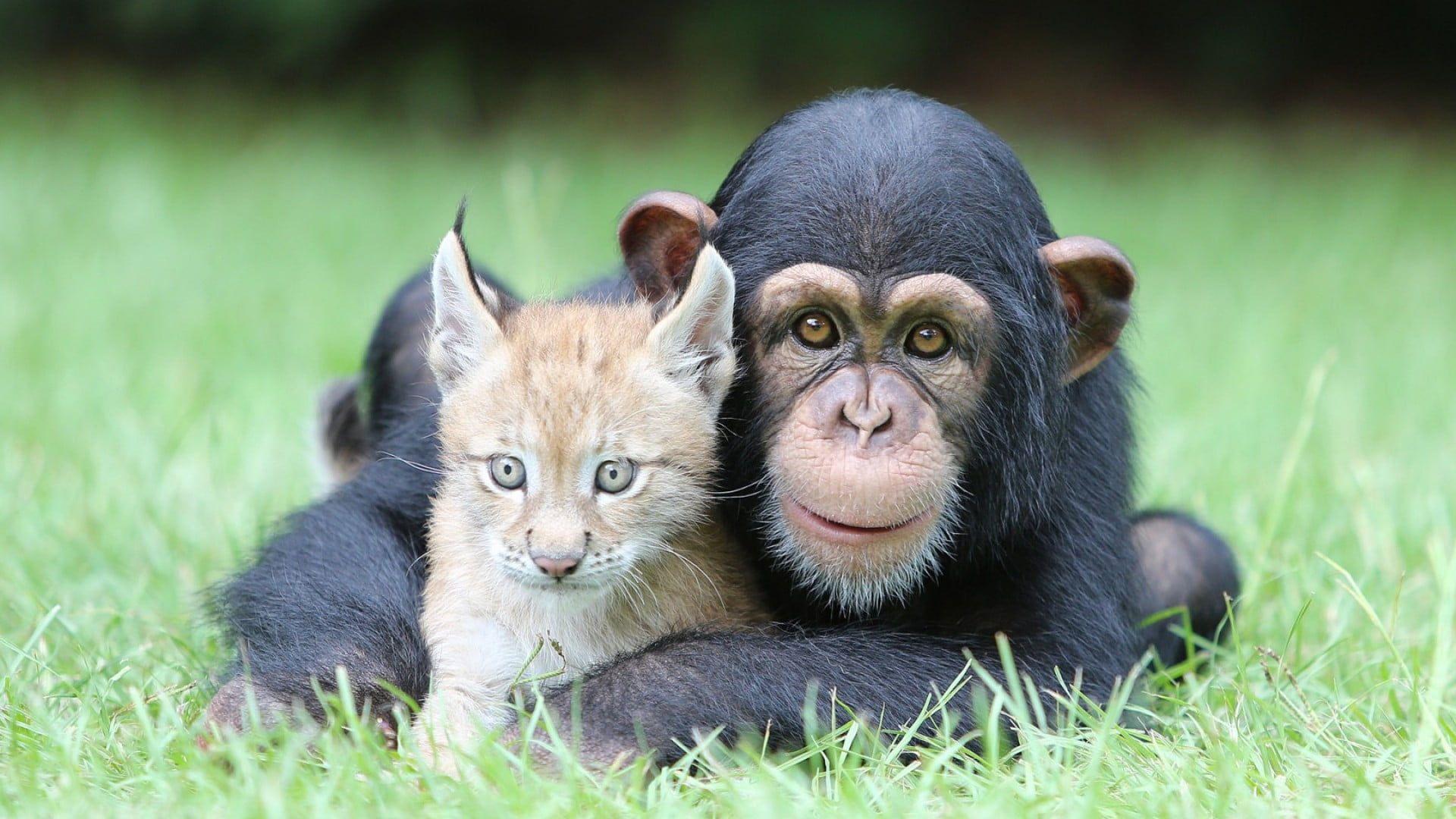 Chimpanzee Wallpapers - Top Free Chimpanzee Backgrounds - WallpaperAccess