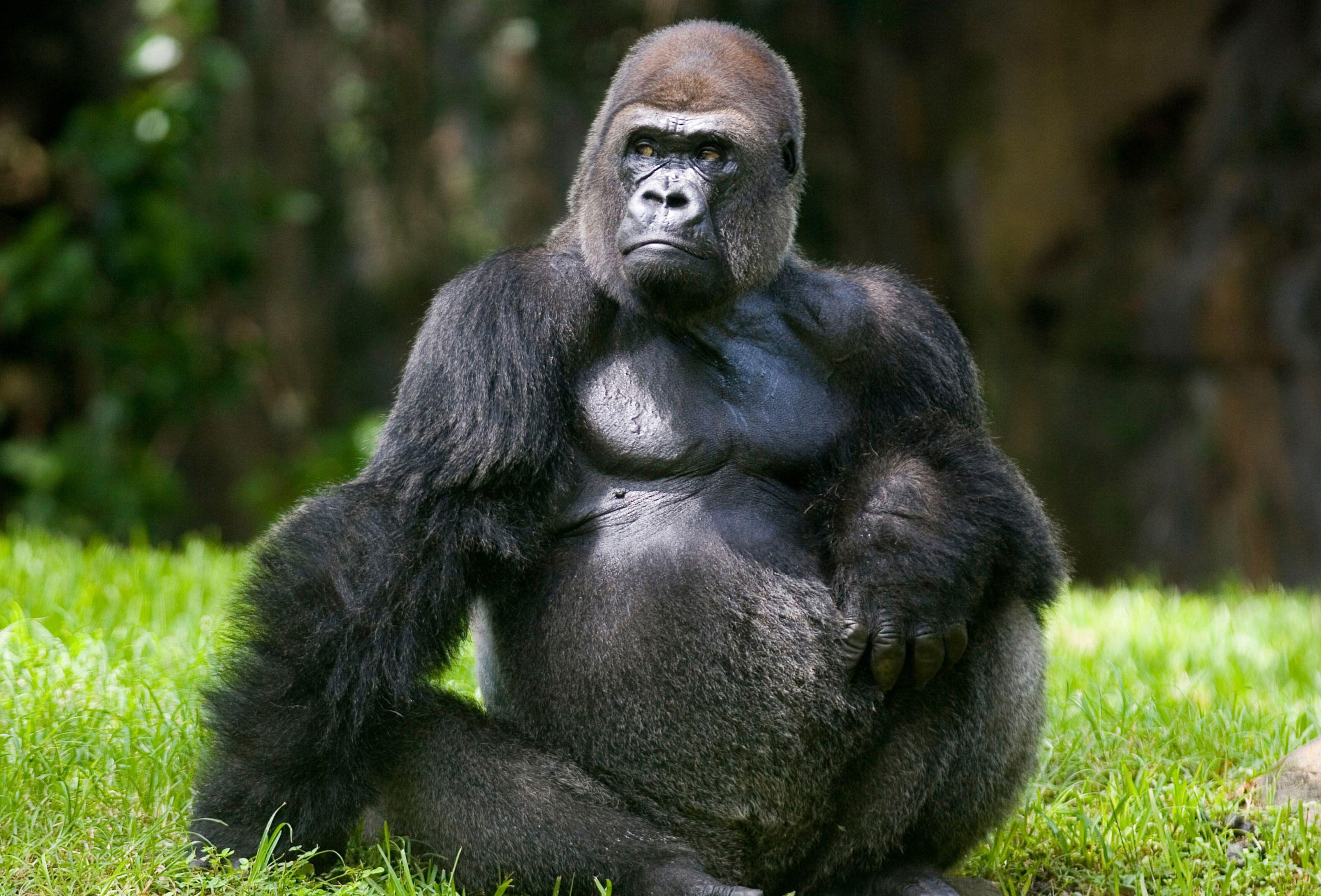 Gorilla Desktop Wallpapers - Top Free Gorilla Desktop Backgrounds ...