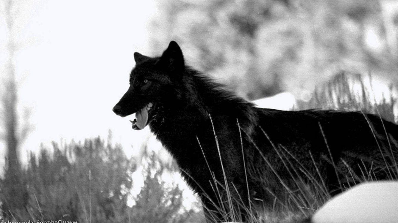 Black Wolf Desktop Wallpapers - Top Free Black Wolf Desktop Backgrounds ...