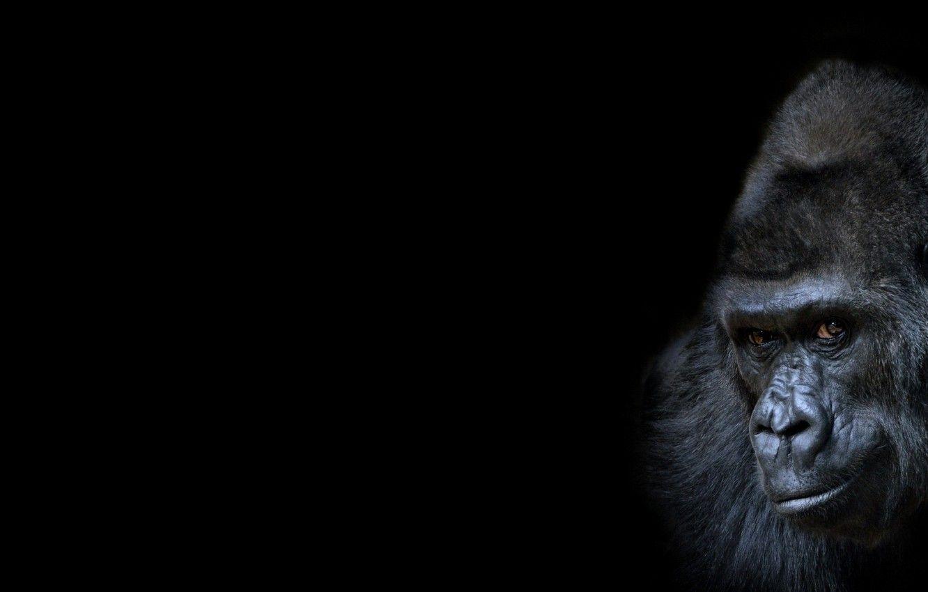 Gorilla Desktop Wallpapers - Top Free Gorilla Desktop Backgrounds ...