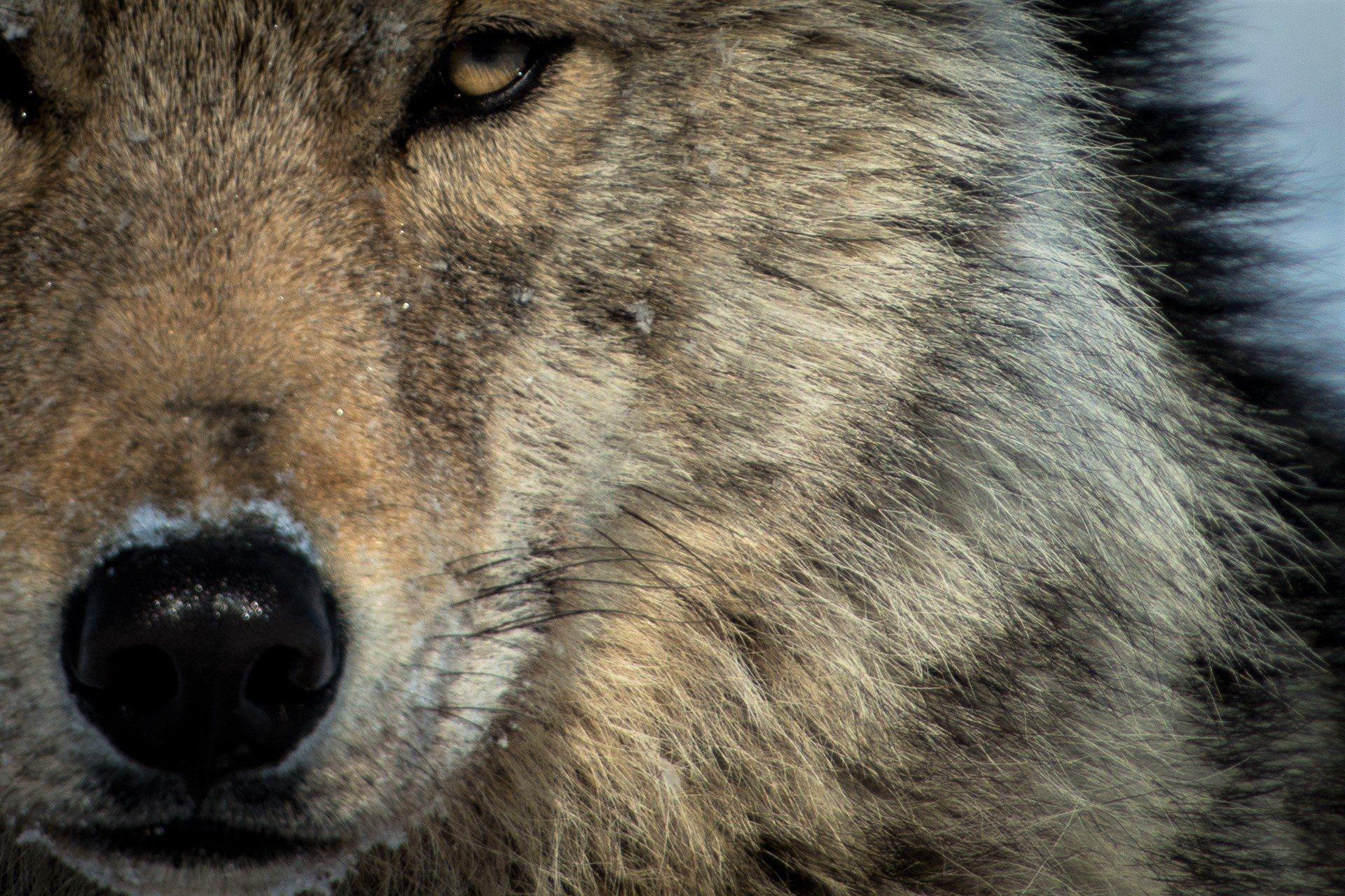 Wolf Face Wallpapers - Top Free Wolf Face Backgrounds - WallpaperAccess