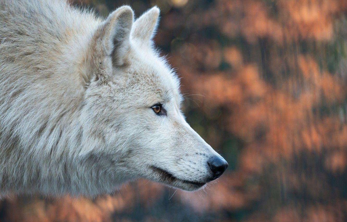 Wolf Face Wallpapers - Top Free Wolf Face Backgrounds - WallpaperAccess