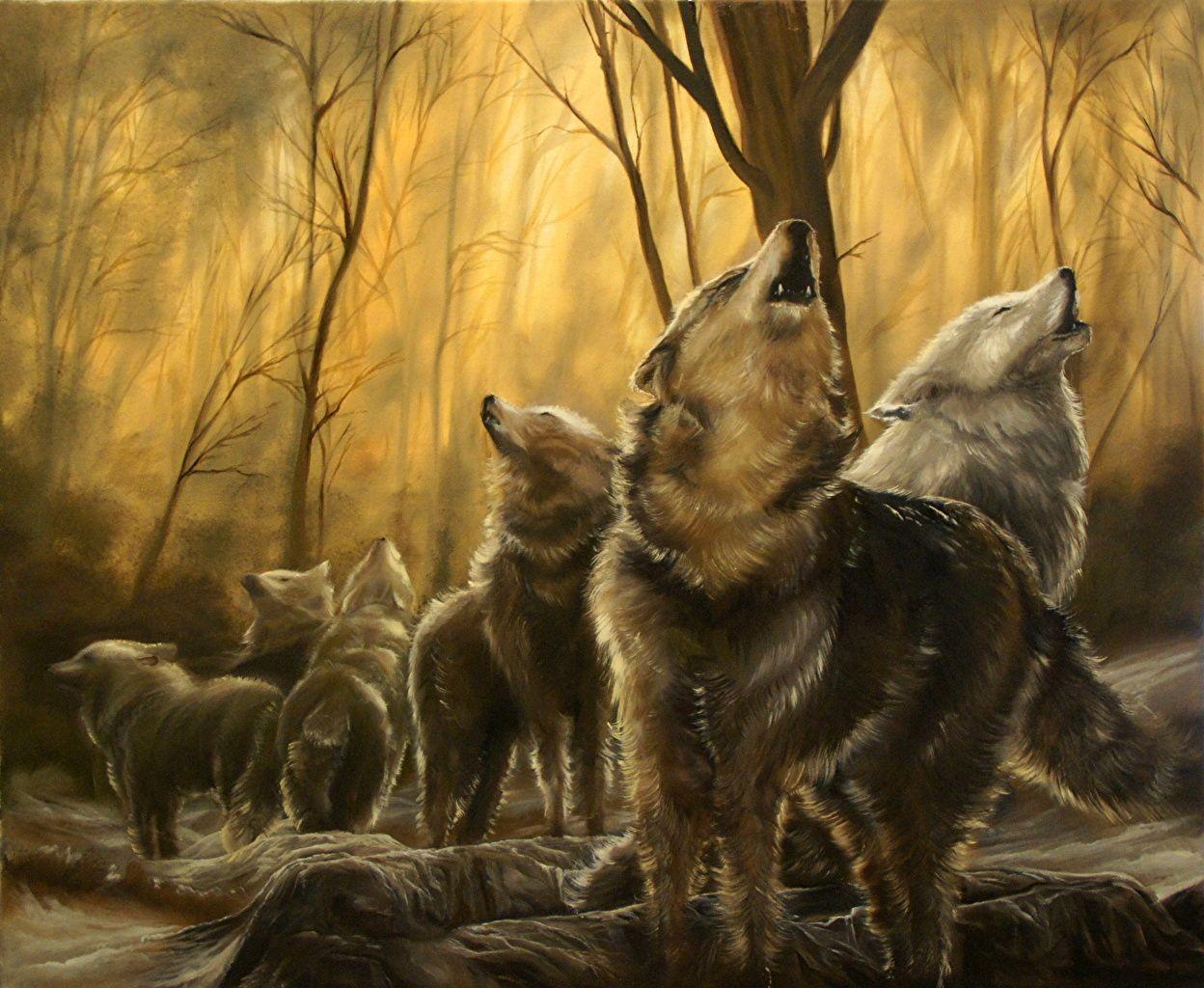 Game of Thrones Wolf Wallpapers - Top Free Game of Thrones Wolf ...