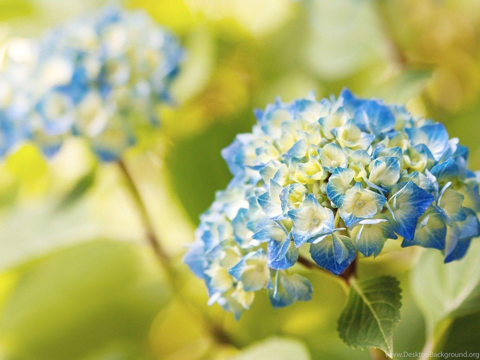 Pintrest Desktop Wallpapers - Top Free Pintrest Desktop Backgrounds ...