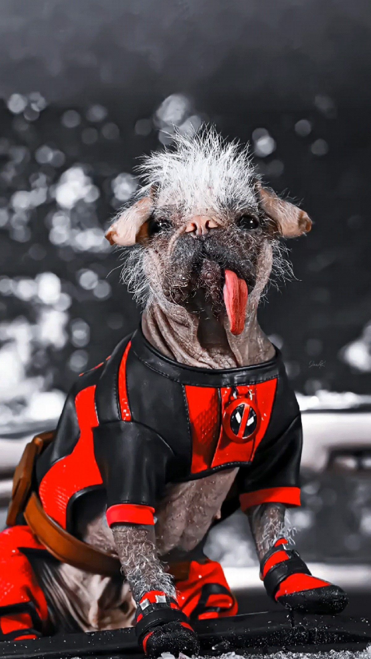 Dogpool Wallpapers - Top Free Dogpool Backgrounds - WallpaperAccess