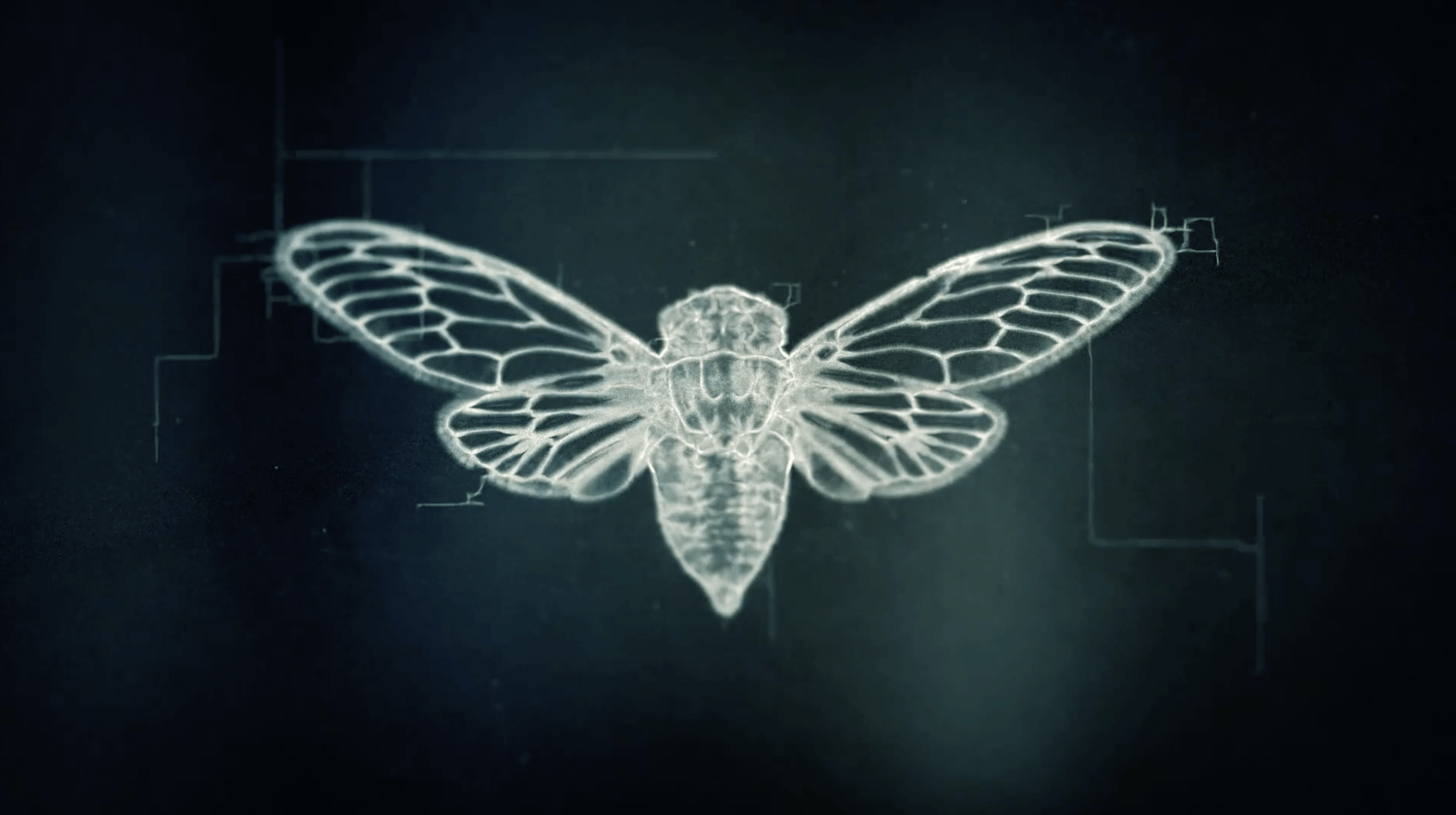 Cicada 3301 Wallpapers - Top Free Cicada 3301 Backgrounds - WallpaperAccess