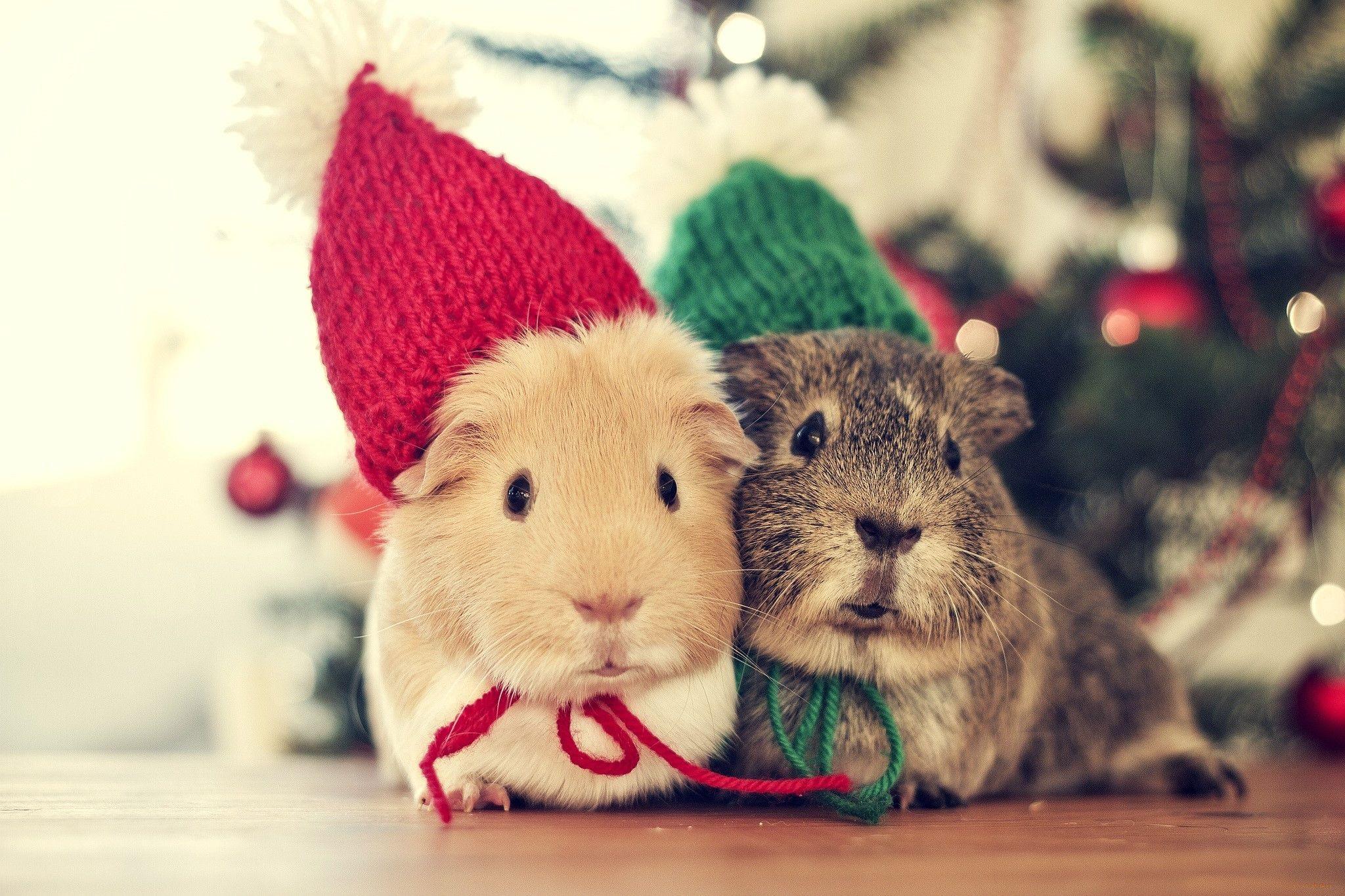 Wild Animal Christmas Wallpapers - Top Free Wild Animal Christmas ...