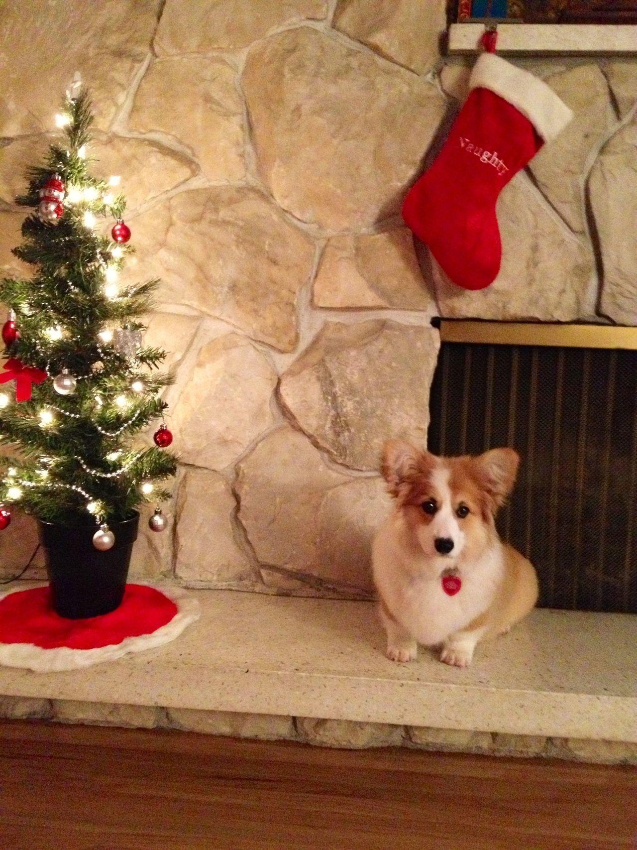 Christmas Corgi Wallpapers - Top Free Christmas Corgi Backgrounds ...