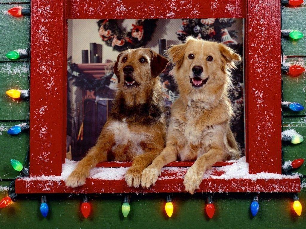 Christmas Pets Wallpapers - Top Free Christmas Pets Backgrounds ...