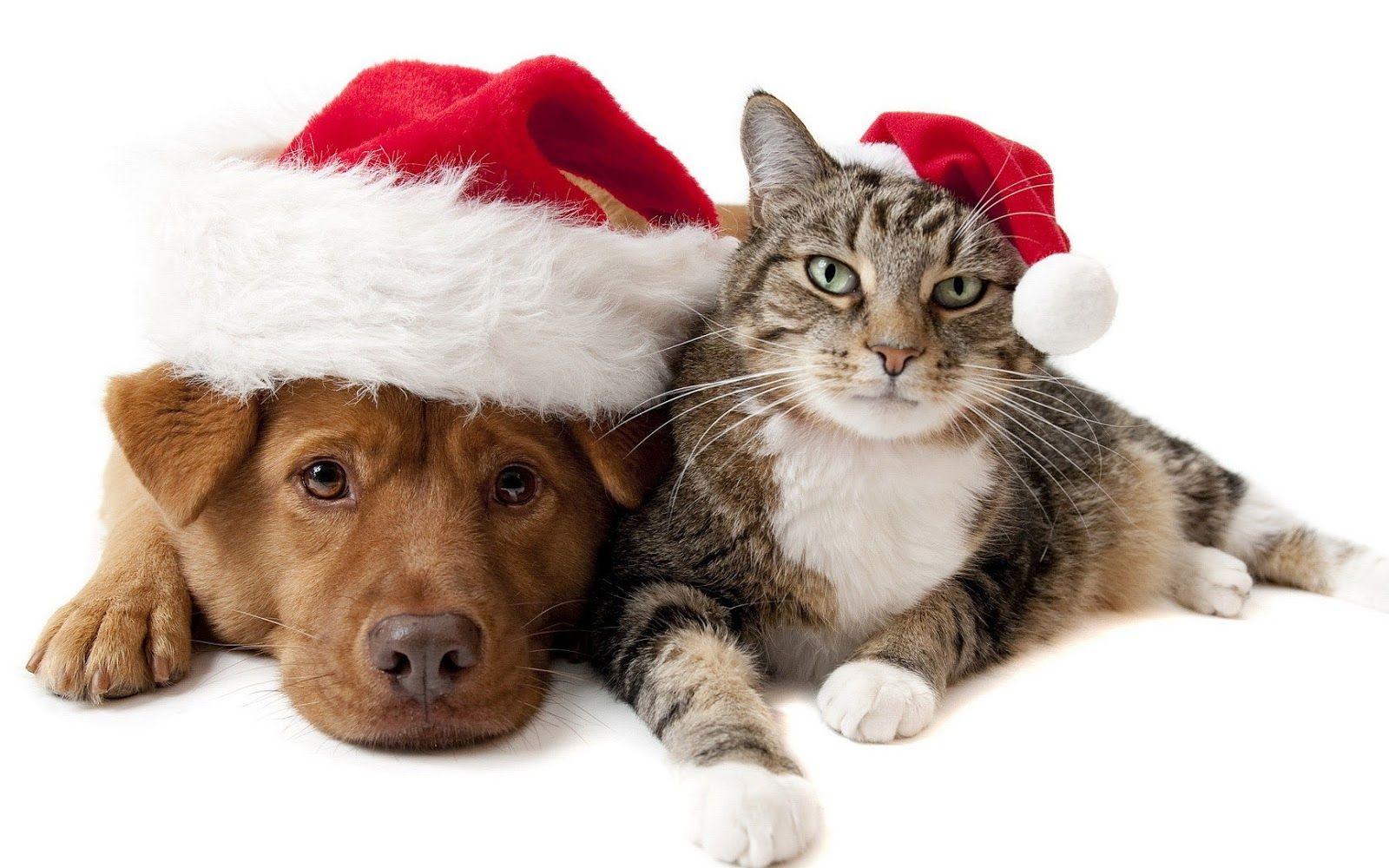 Christmas Pets Wallpapers - Top Free Christmas Pets Backgrounds ...