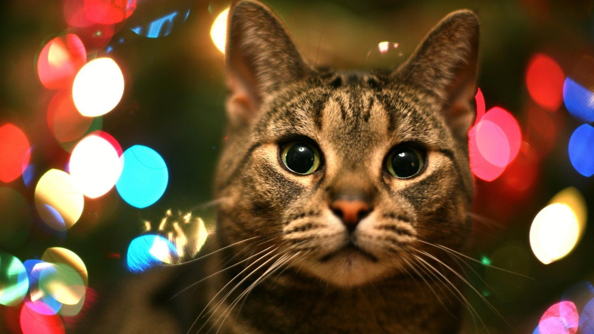 Christmas Pets Wallpapers - Top Free Christmas Pets Backgrounds ...