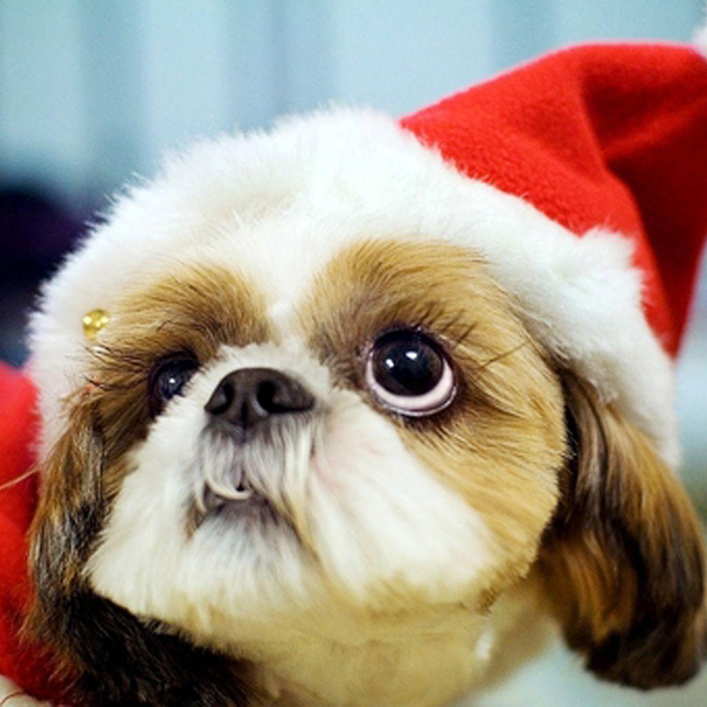 Christmas Pets Wallpapers - Top Free Christmas Pets Backgrounds ...