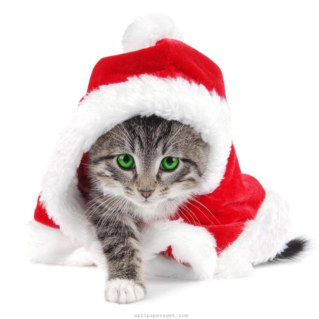Christmas Pets Wallpapers - Top Free Christmas Pets Backgrounds ...