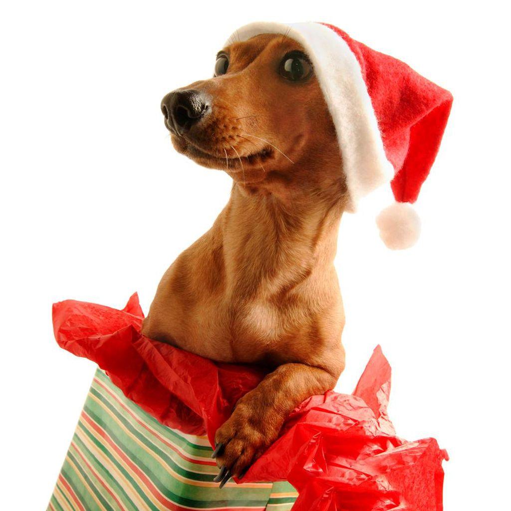 Christmas Pets Wallpapers - Top Free Christmas Pets Backgrounds ...