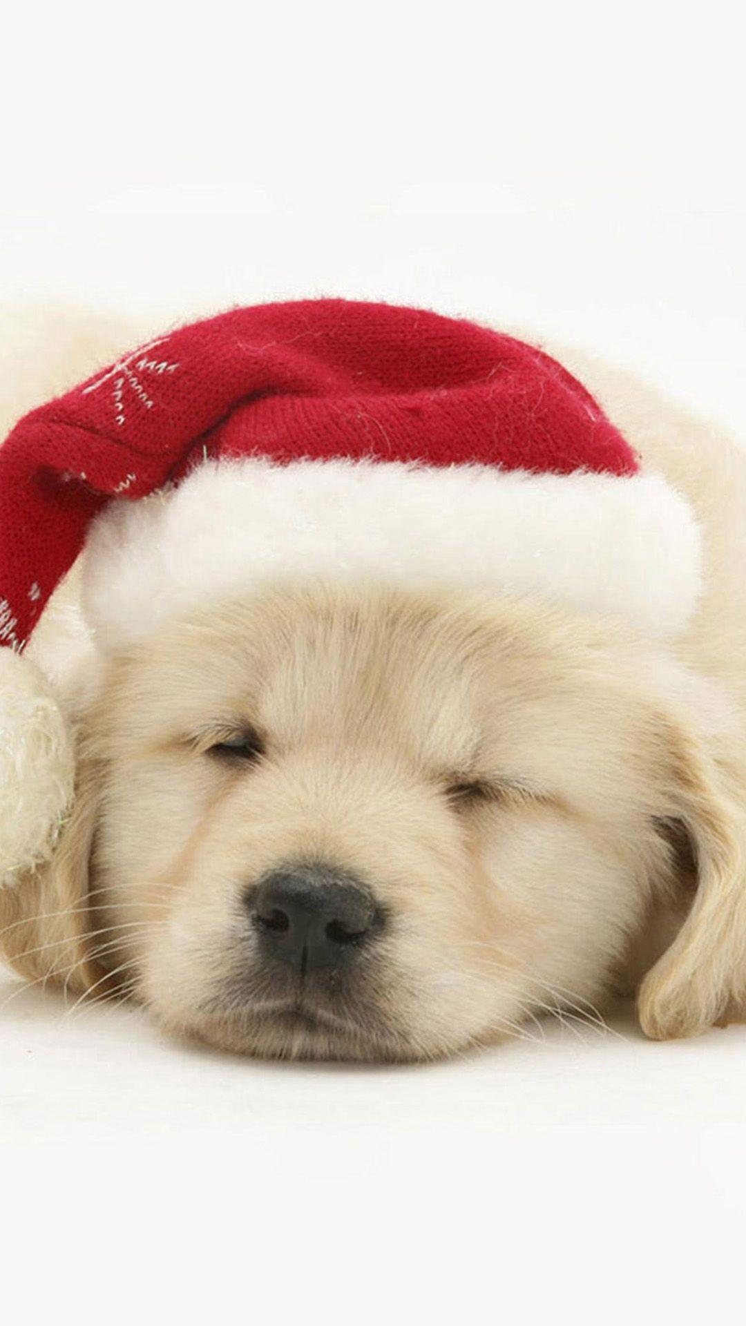Christmas Pets Wallpapers - Top Free Christmas Pets Backgrounds ...