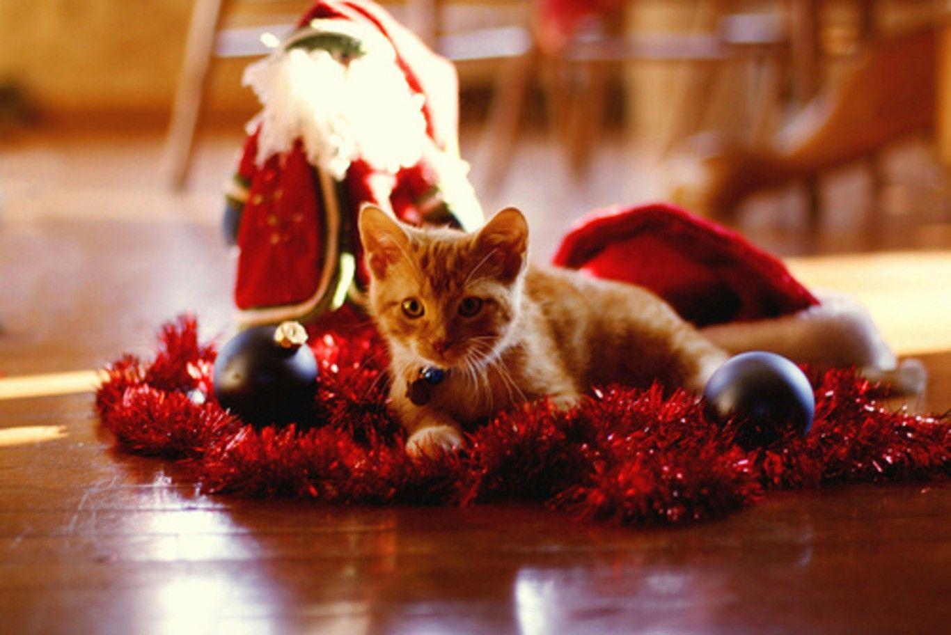 Christmas Pets Wallpapers - Top Free Christmas Pets Backgrounds ...