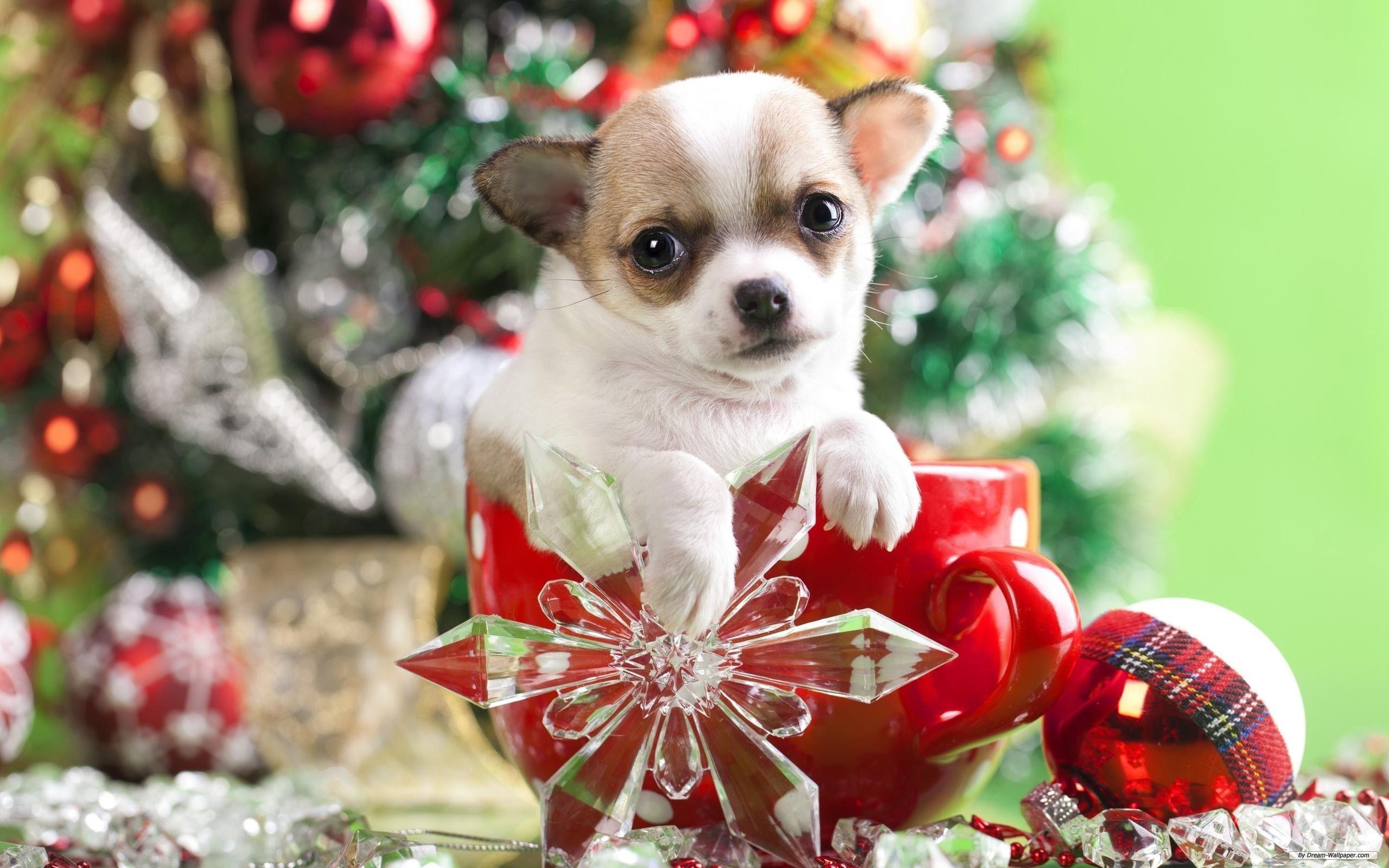 Christmas Pets Wallpapers - Top Free Christmas Pets Backgrounds ...