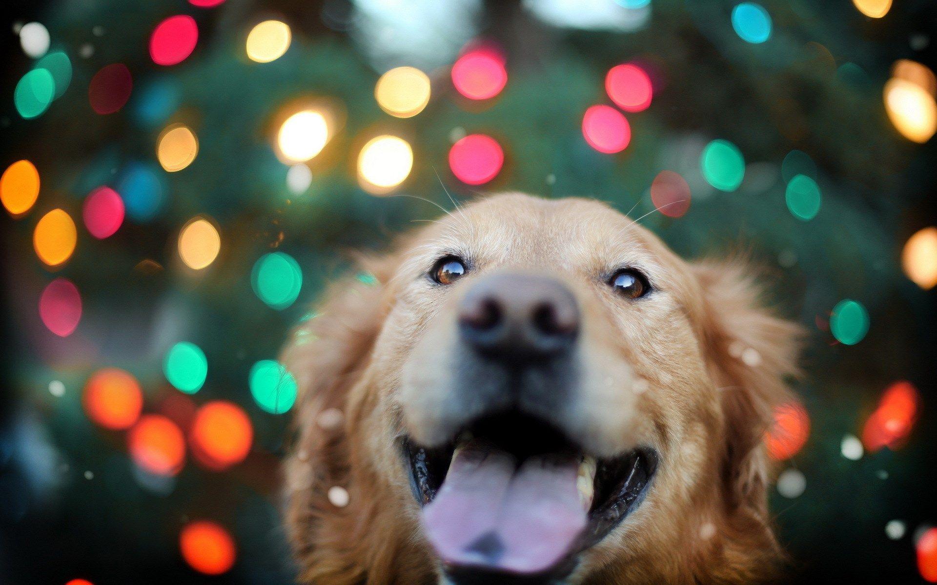 Christmas Pets Wallpapers - Top Free Christmas Pets Backgrounds ...