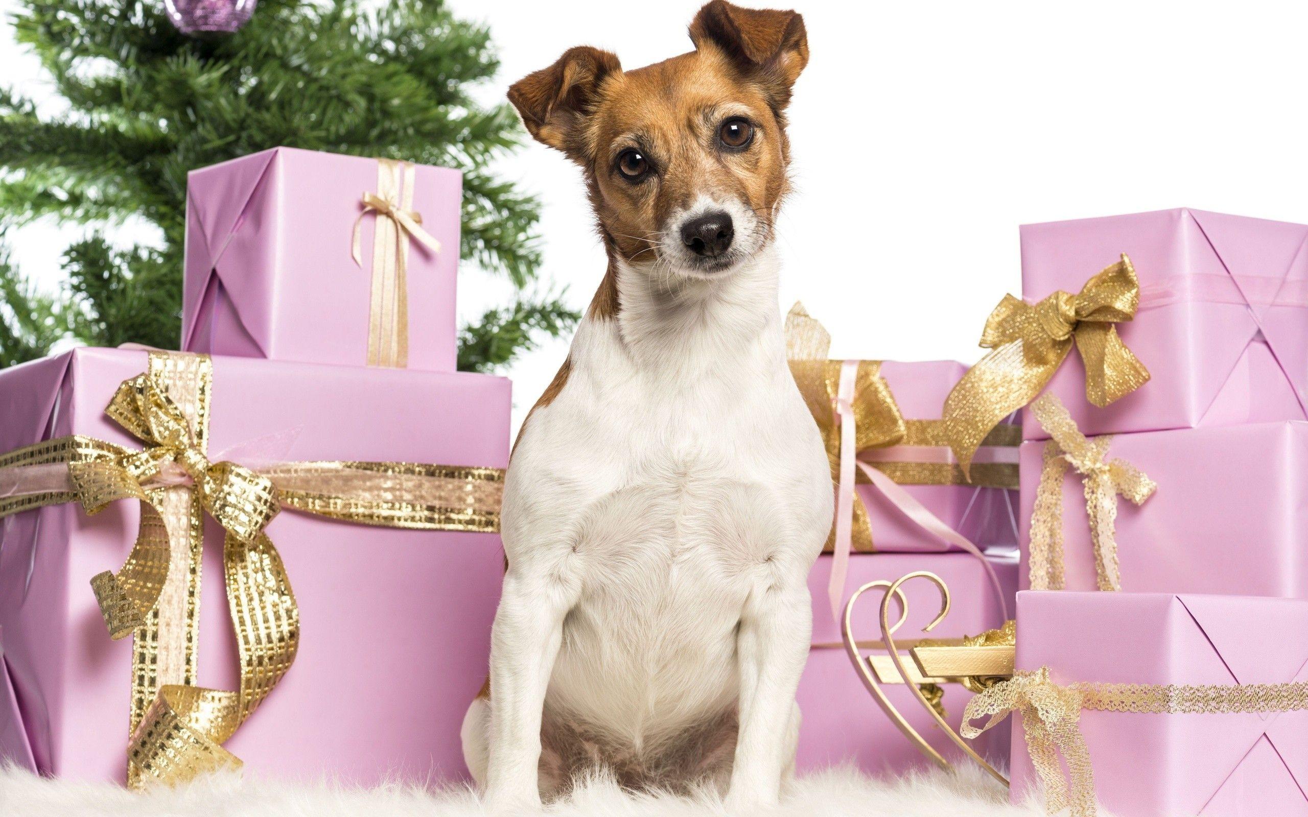 Christmas Pets Wallpapers - Top Free Christmas Pets Backgrounds ...