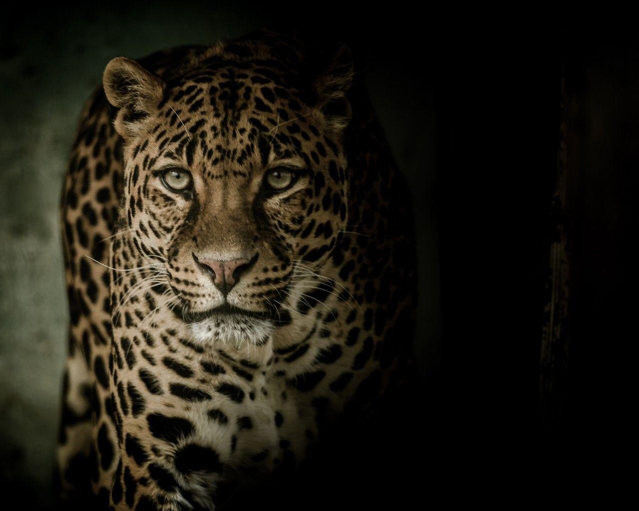 Big Cats Wallpapers - Top Free Big Cats Backgrounds - WallpaperAccess