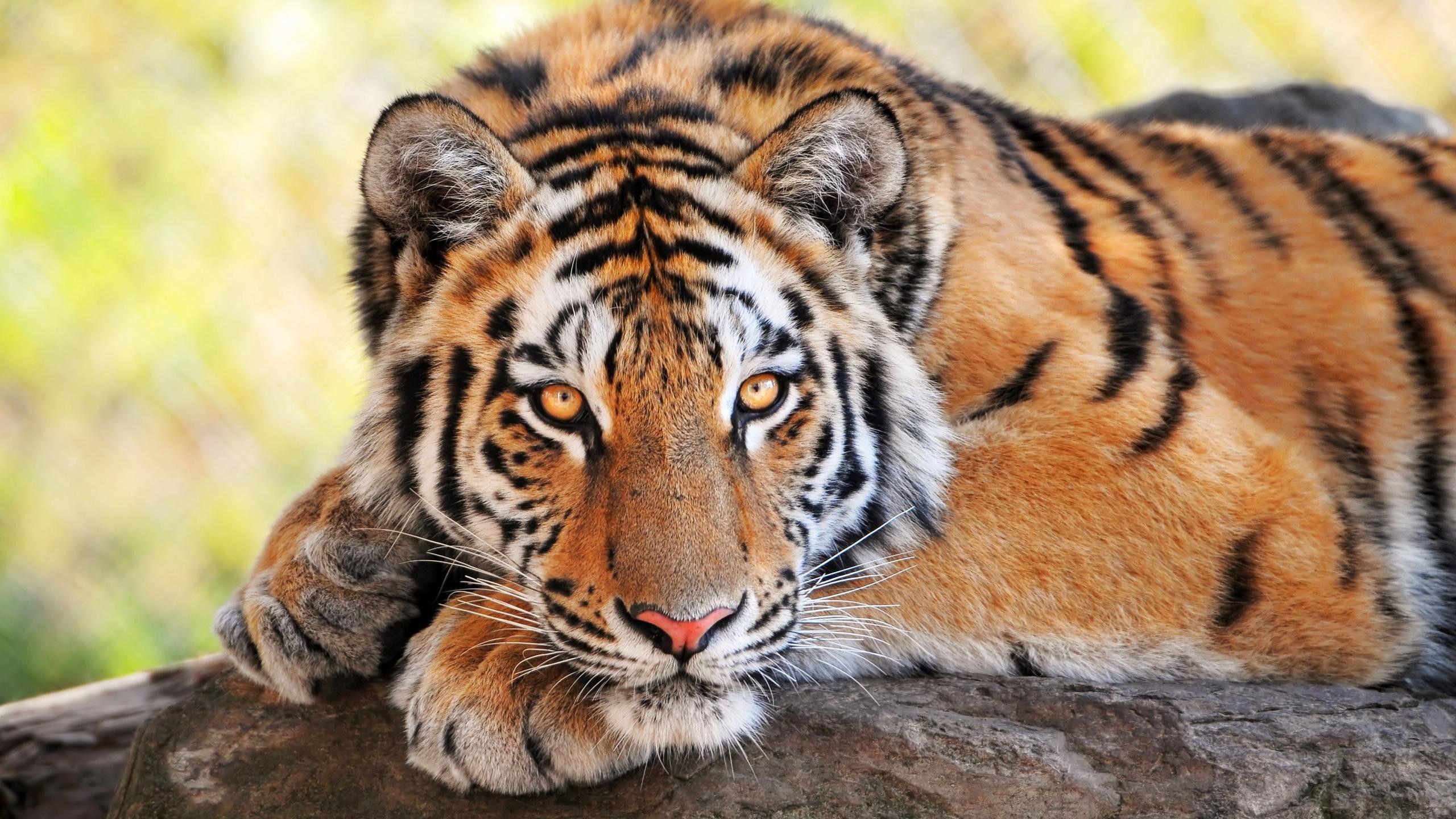 Big Cats Wallpapers - Top Free Big Cats Backgrounds - WallpaperAccess