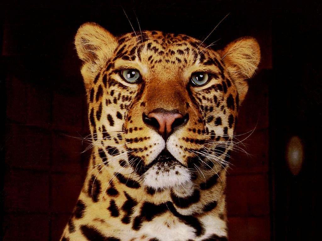 Big Cats Wallpapers - Top Free Big Cats Backgrounds - WallpaperAccess