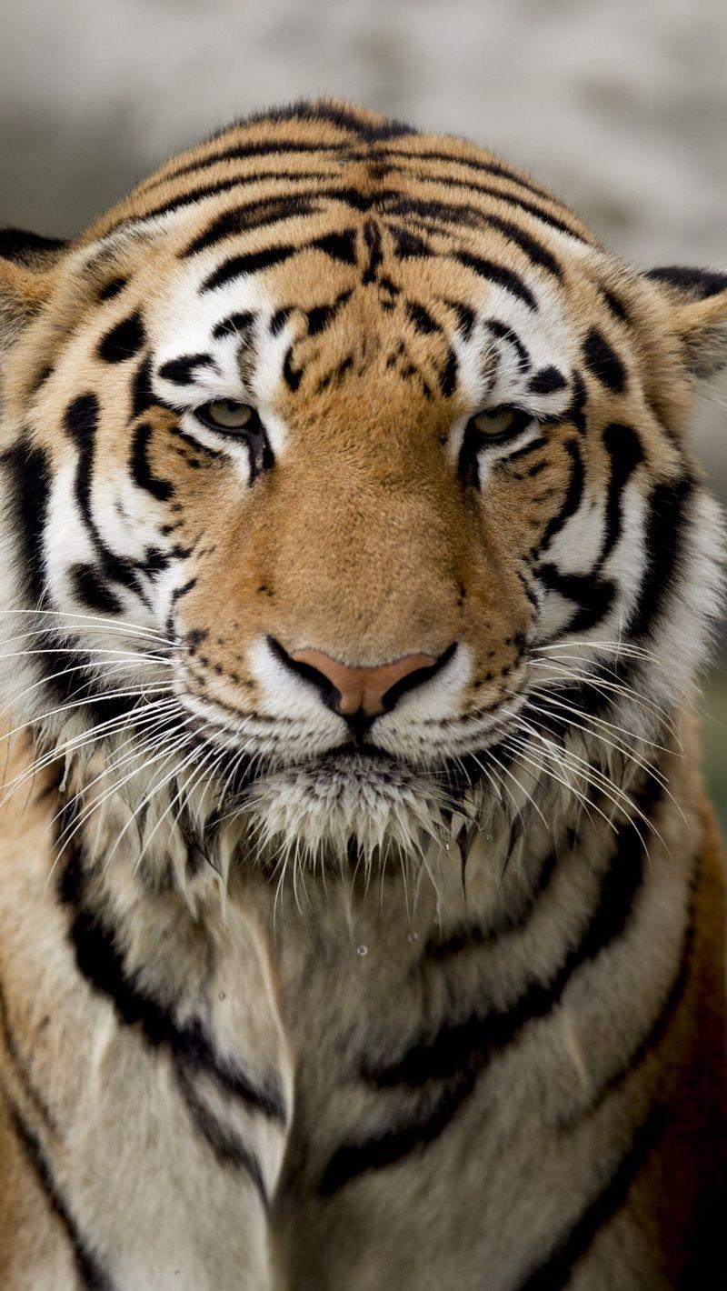 Big Cats Wallpapers - Top Free Big Cats Backgrounds - WallpaperAccess