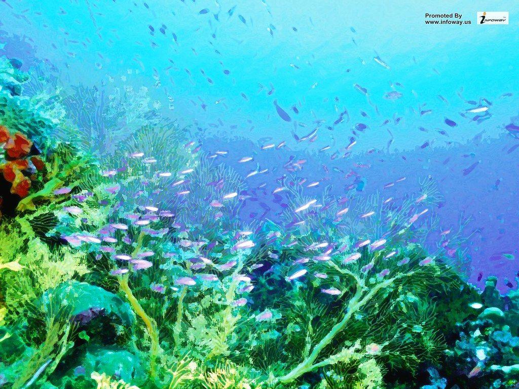 Reef Wallpapers - Top Free Reef Backgrounds - WallpaperAccess